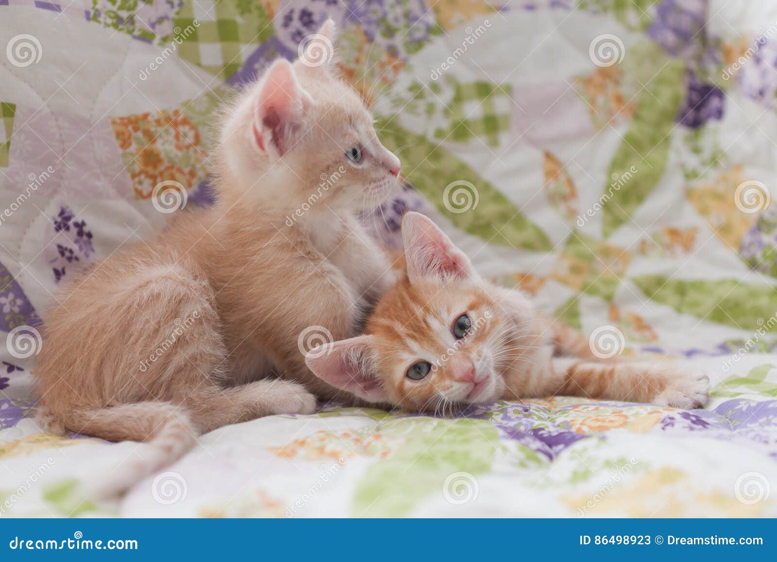 Fluffy Orange Tabby Kittens