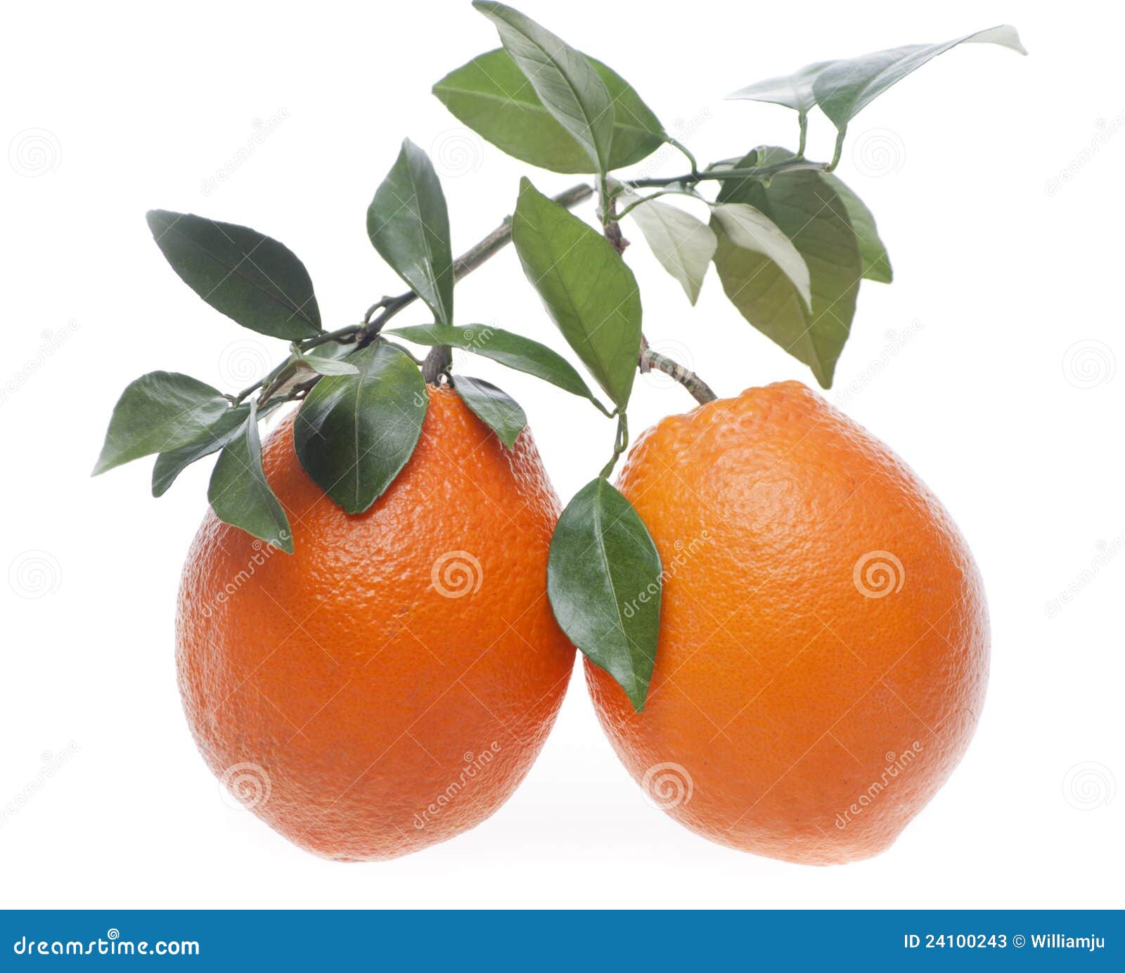Two oranges stock image. Image of object, fruit, isolated - 24100243
