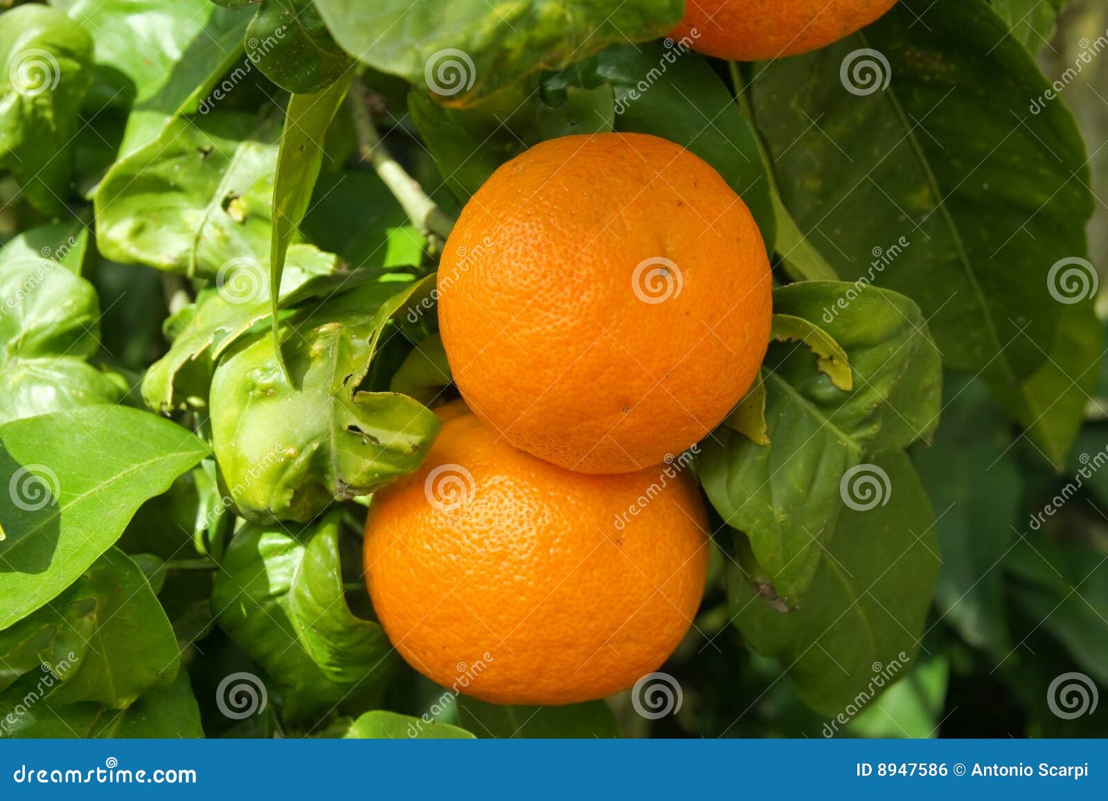 Two oranges stock photo. Image of sicily, health, eating - 8947586