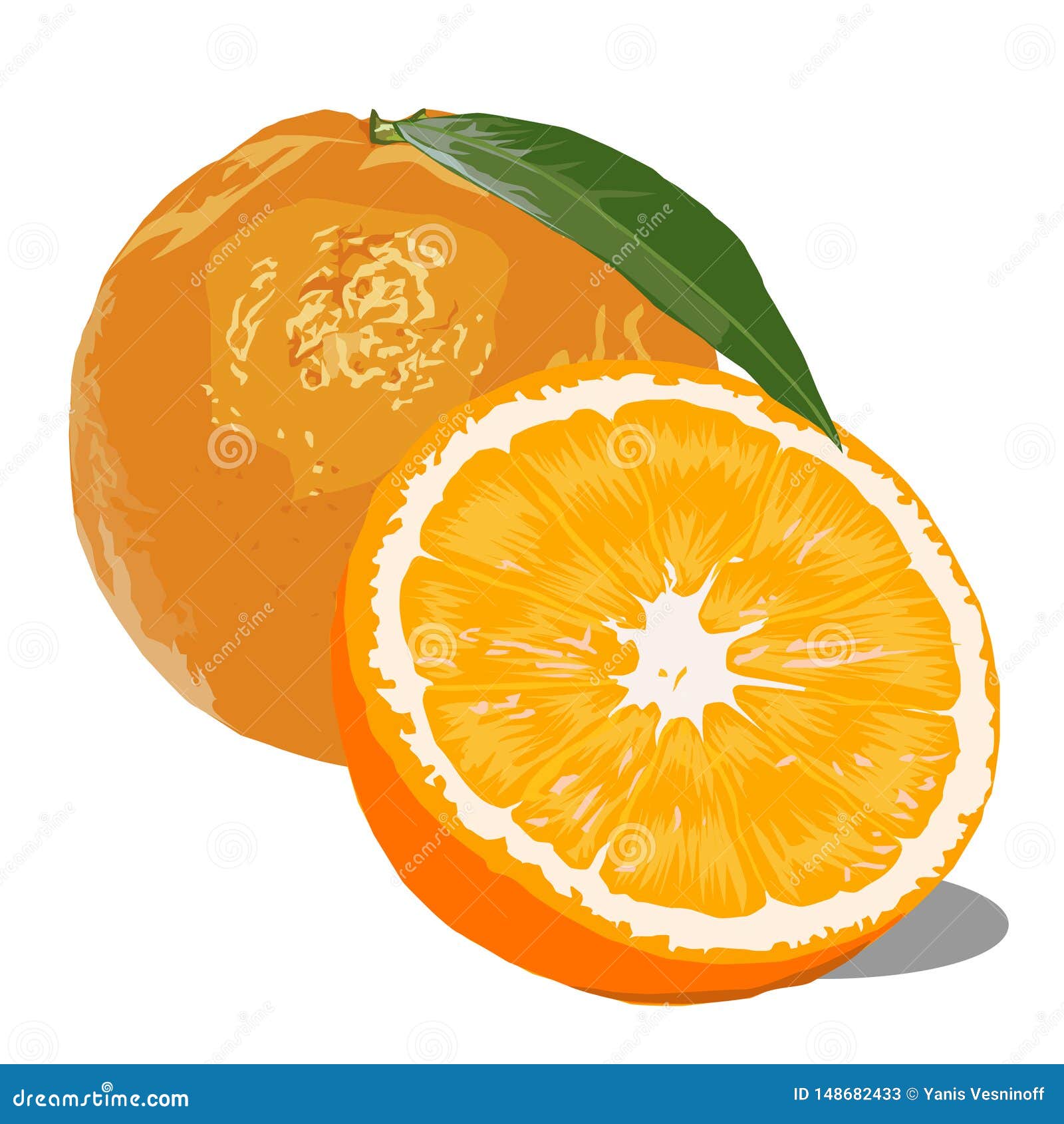 Two oranges vector image stock illustration. Illustration of juice ...