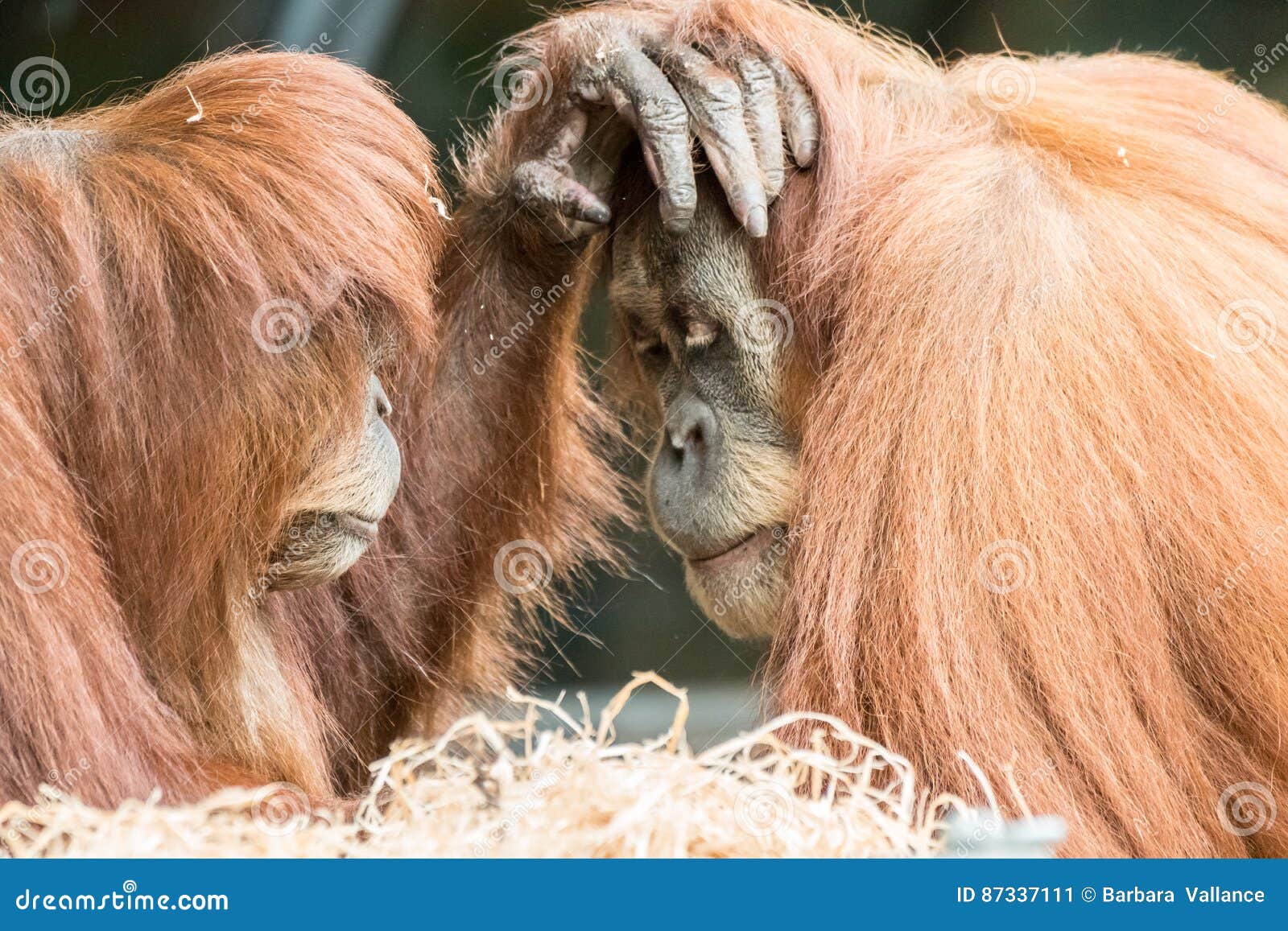 Animals Comforting Each Other Stock Photos - Free & Royalty-Free Stock ...