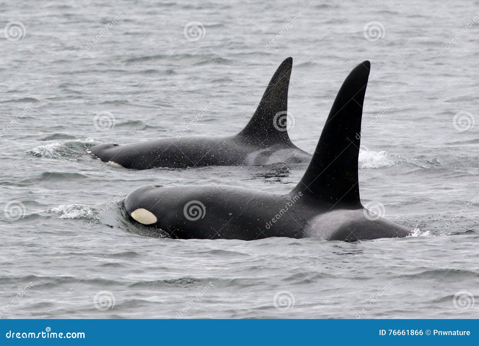 Two Orca Whales Surfacing stock photo. Image of mammal - 76661866