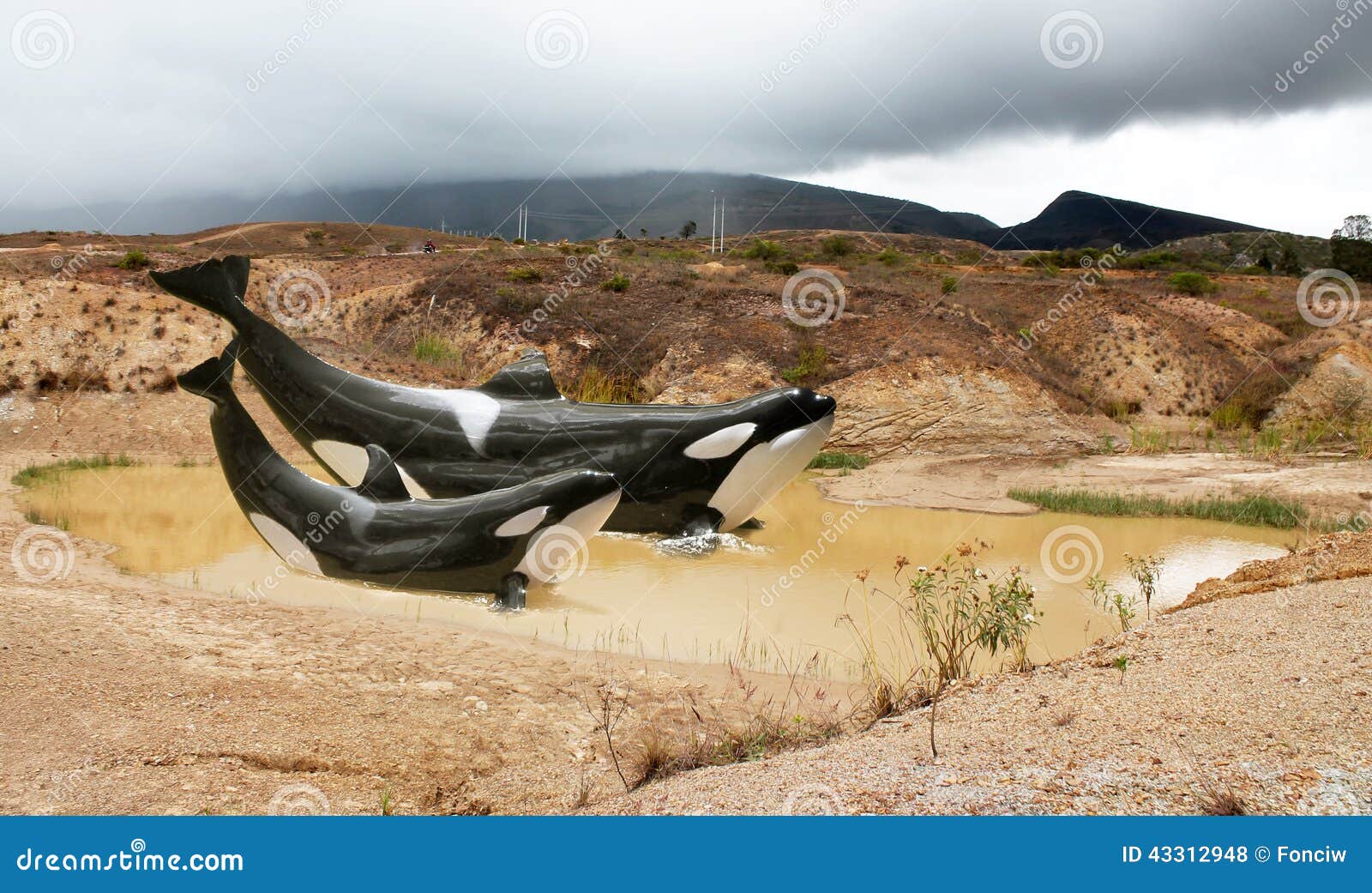 Two Orcas (killer Whale) in Trouble Stock Photo - Image of hurdle ...