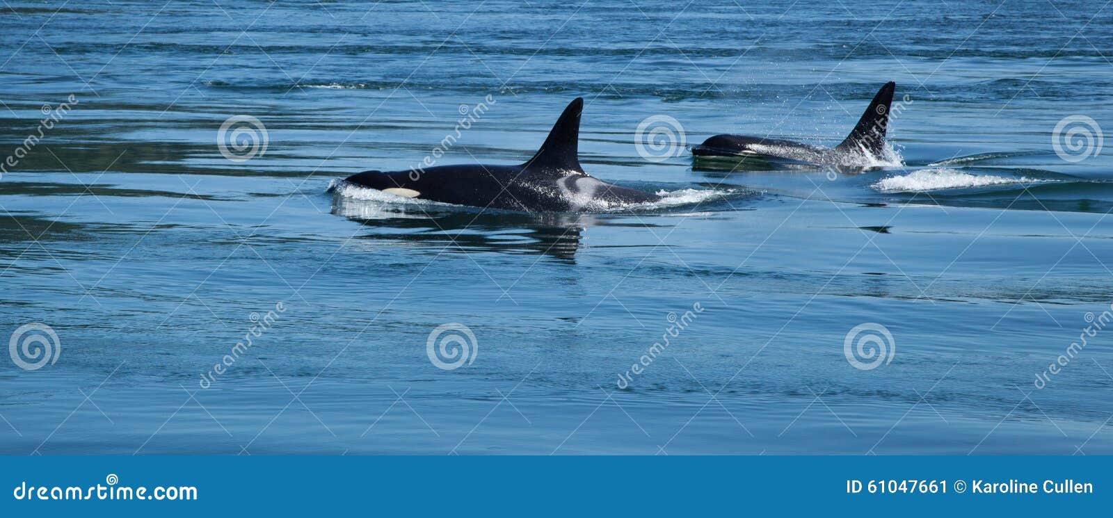 Two Orcas stock image. Image of marine, orca, outside - 61047661