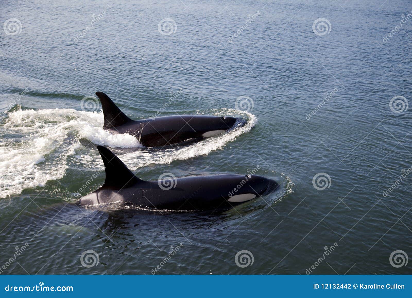 Two Orcas Swimming stock photo. Image of horizontal, white - 12132442