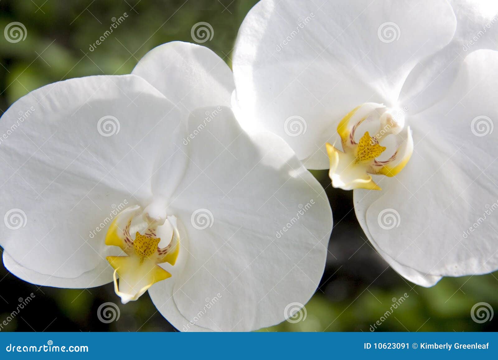 Two Orchids stock image. Image of blooming, bloom, purity - 10623091