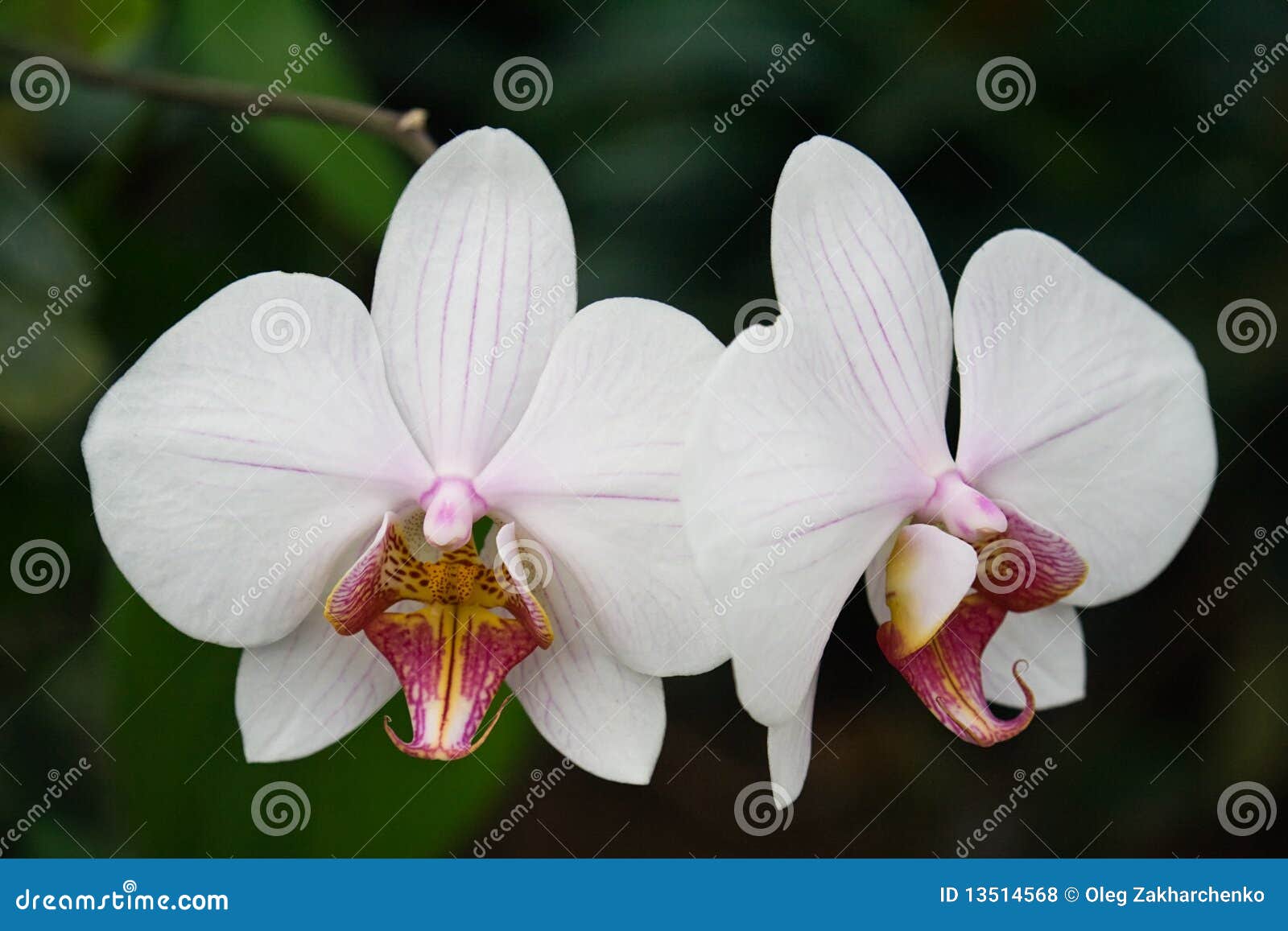 Two orchids stock photo. Image of grow, perfection, white - 13514568