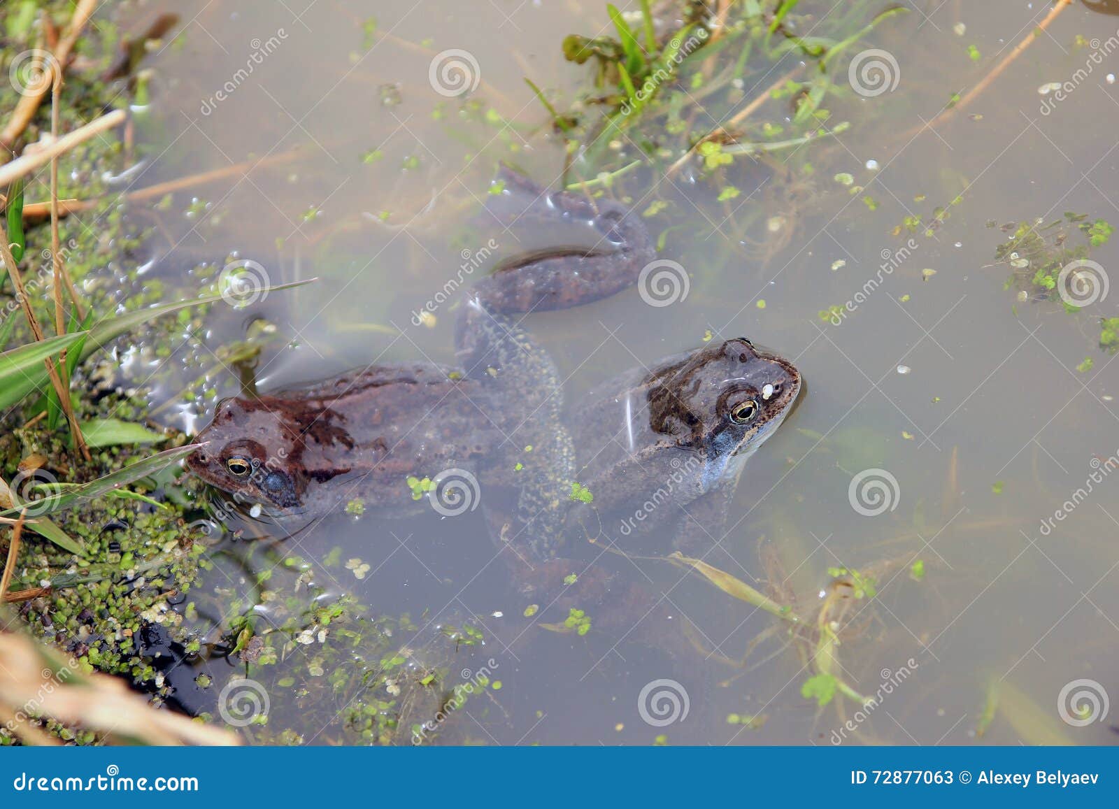 Two Ordinary Brown Marsh Frog in Th Mating Season in the Spring Stock ...