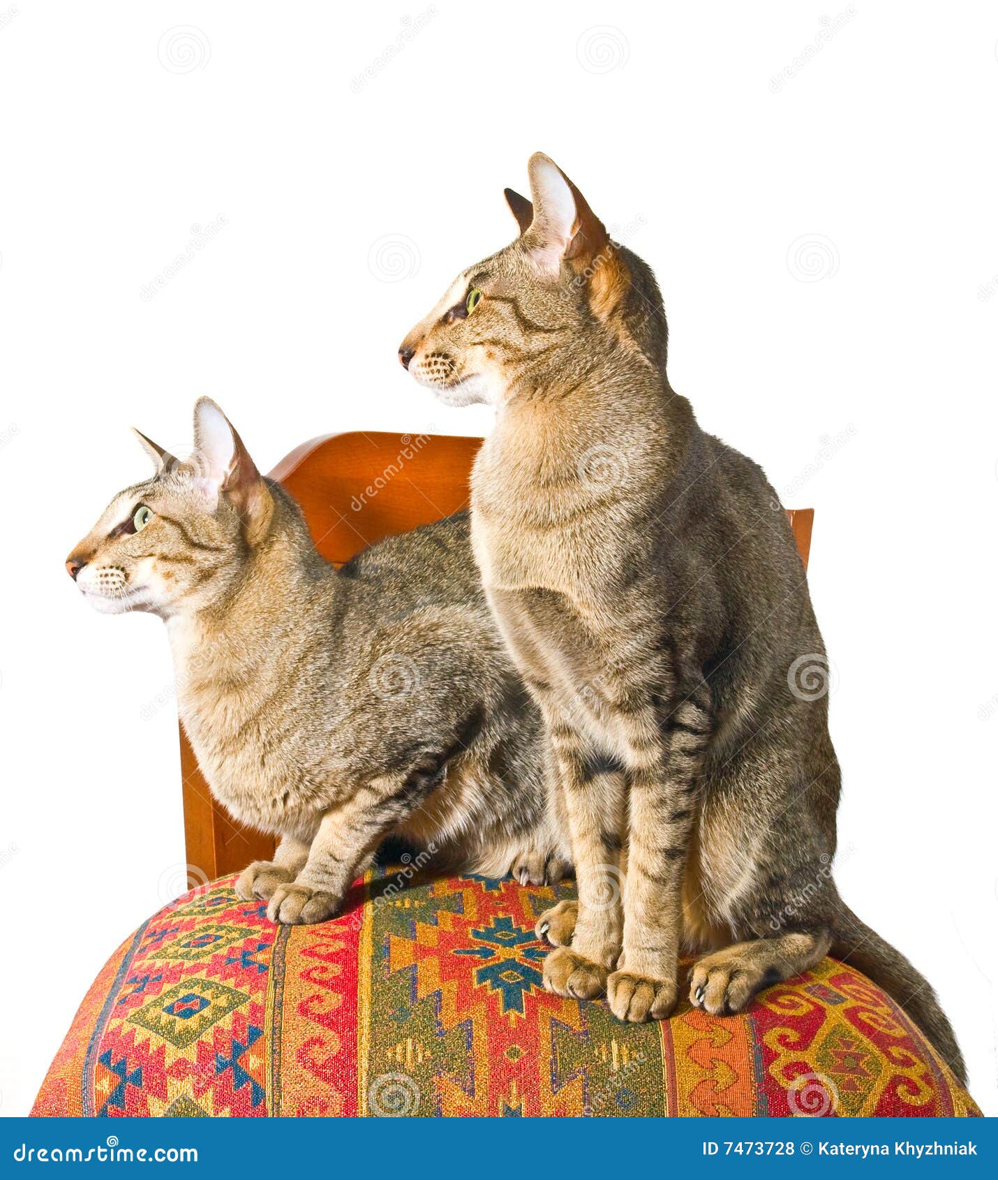 Two Oriental Cats Sitting on Chair Stock Photo - Image of oriental ...