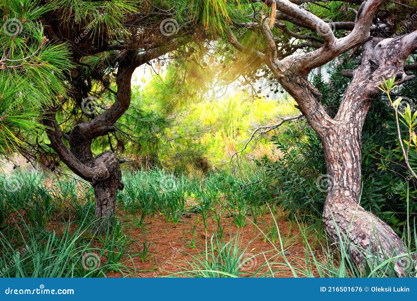 Two Original Twisted Pine Trees in Forest Stock Photo - Image of white ...