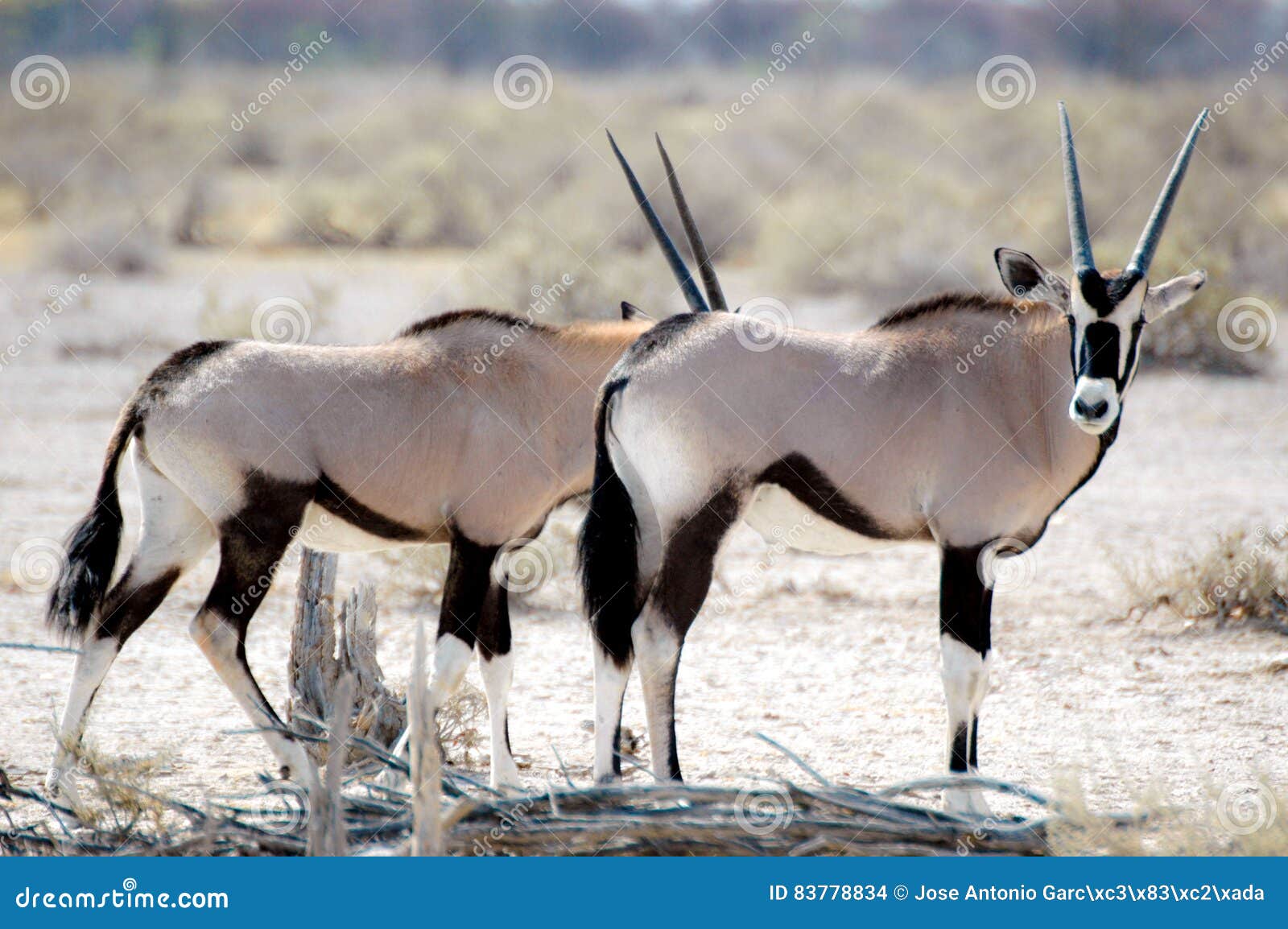 Two Orix stock photo. Image of animal, travel, wild, namibia - 83778834
