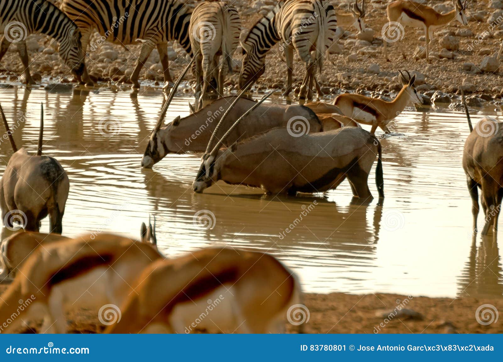 Two Orix with Other Animals Stock Image - Image of desert, african ...