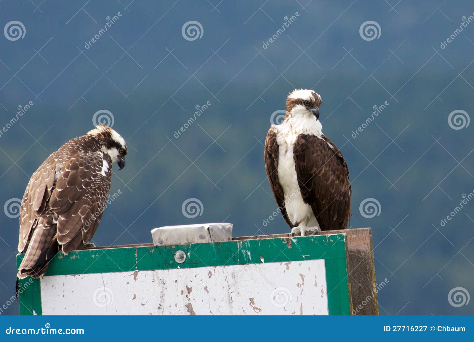 Two Ospreys stock image. Image of beak, predator, columbia - 27716227