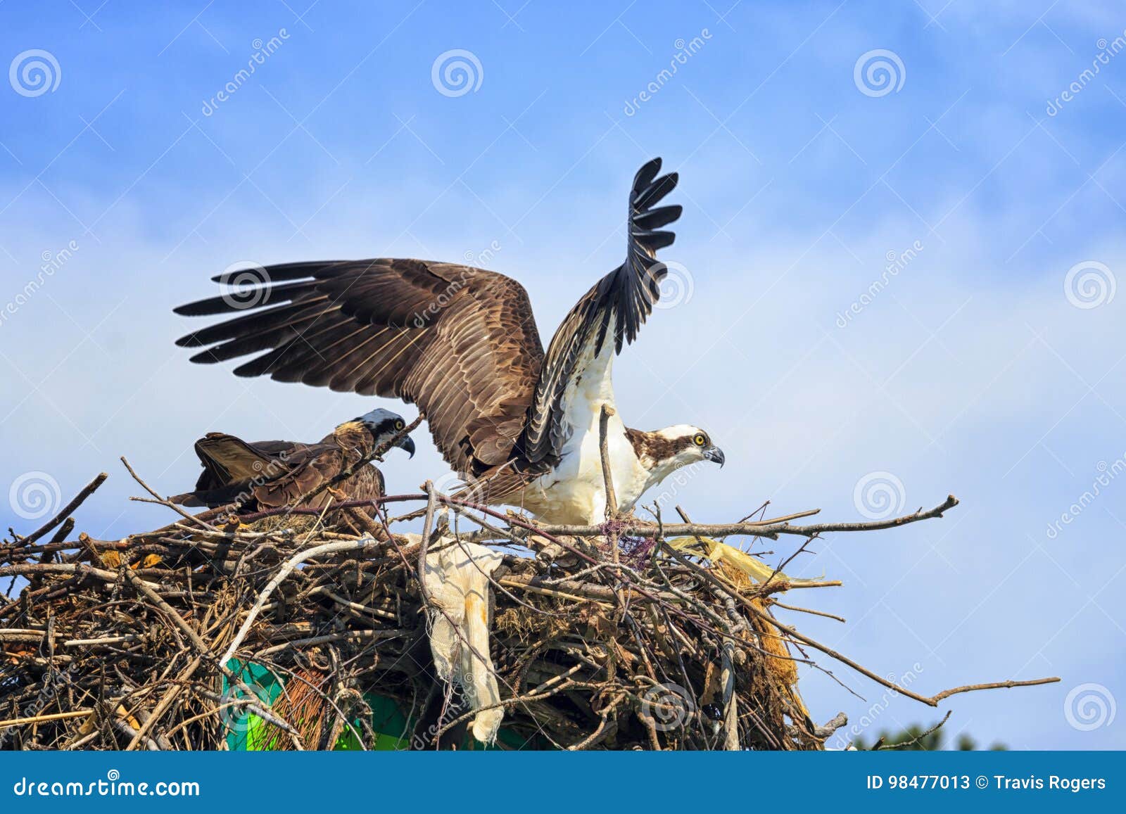 Nesting Ospreys stock image. Image of sticks, osprey - 98477013