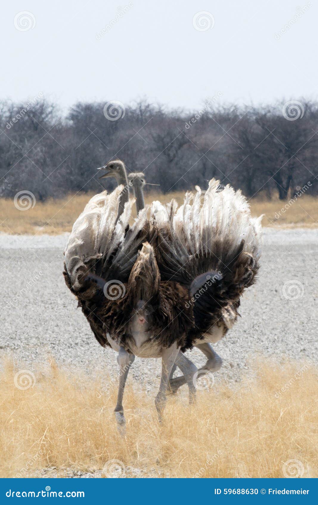 Two Ostrich fighting stock photo. Image of animals, spotting - 59688630
