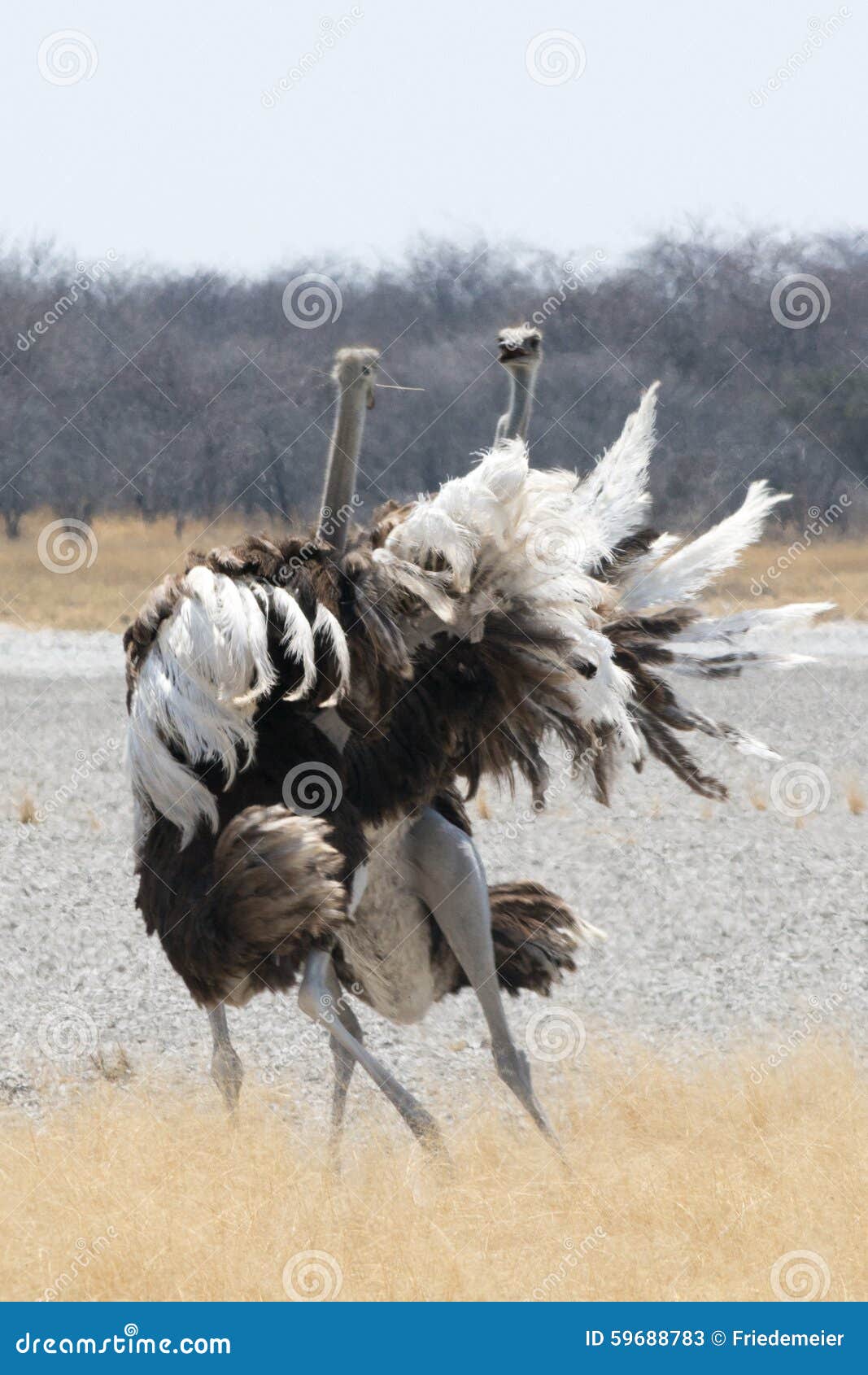 Two ostrich fighting stock image. Image of desert, figthting - 59688783