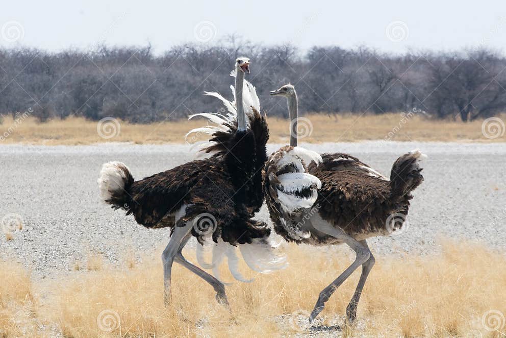 Two ostrich fighting stock image. Image of action, desert - 59688603