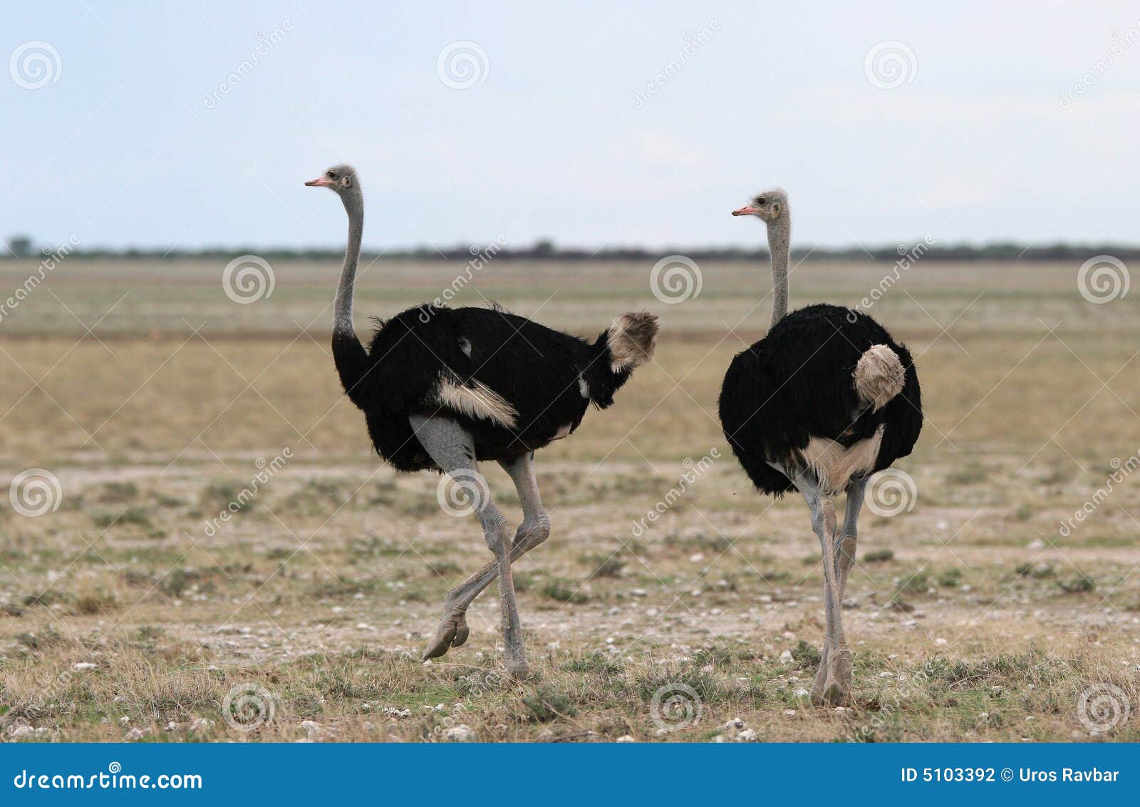 Two Ostrich moving stock photo. Image of nature, legs - 5103392