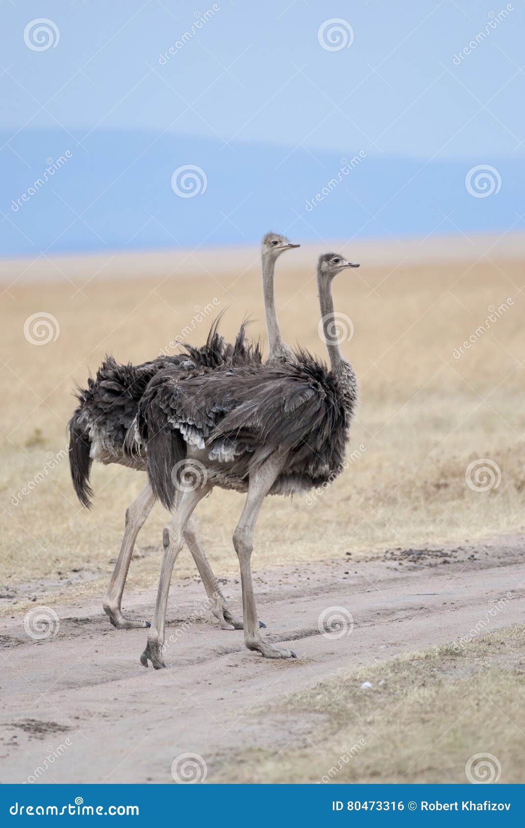 Two Ostrich Standing in the African Savannah Stock Photo - Image of ...