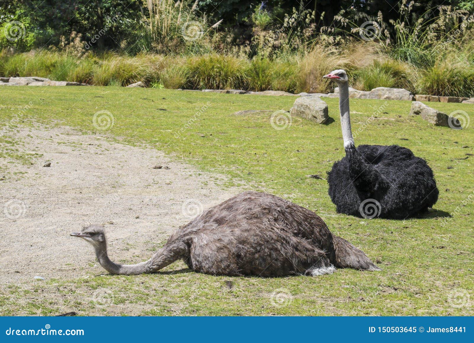 Two ostrich in a zoo, stock image. Image of grass, head - 150503645