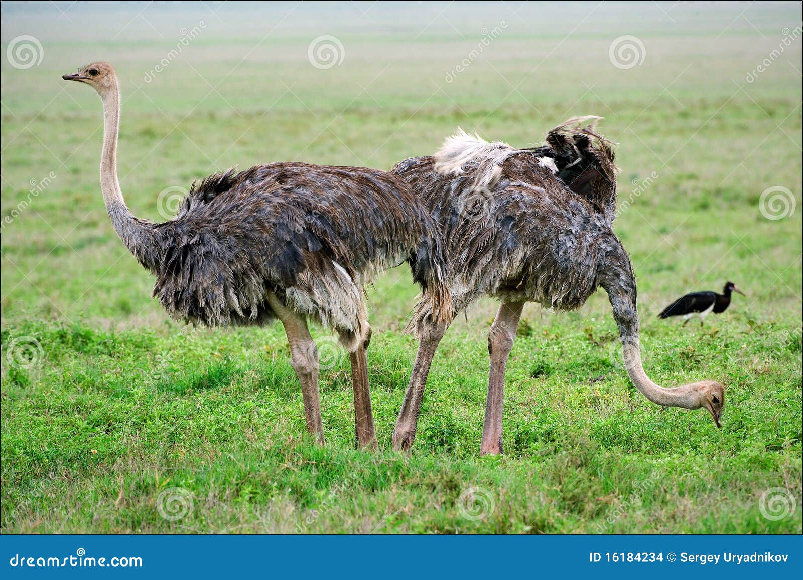 Two ostriches. stock photo. Image of grass, bird, couple - 16184234