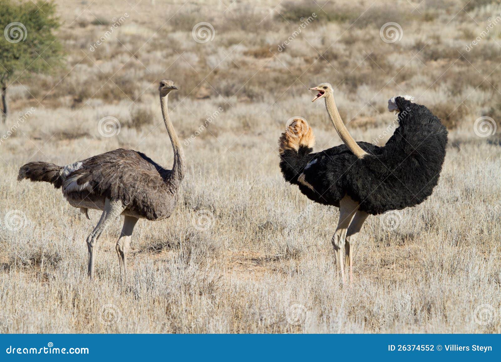 Two ostriches stock photo. Image of park, pair, aggression - 26374552