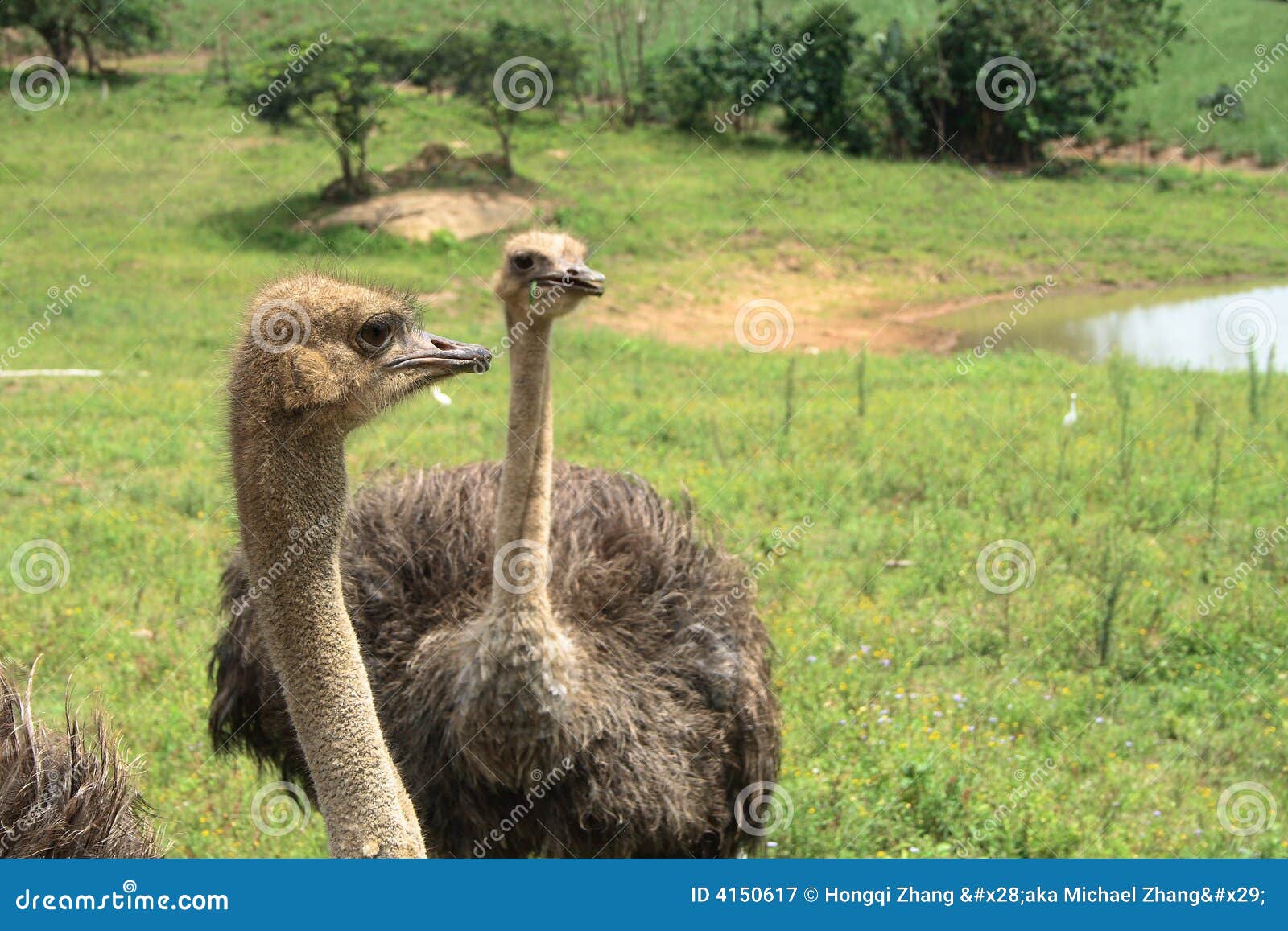 Two ostriches stock image. Image of outdoor, legs, bird - 4150617
