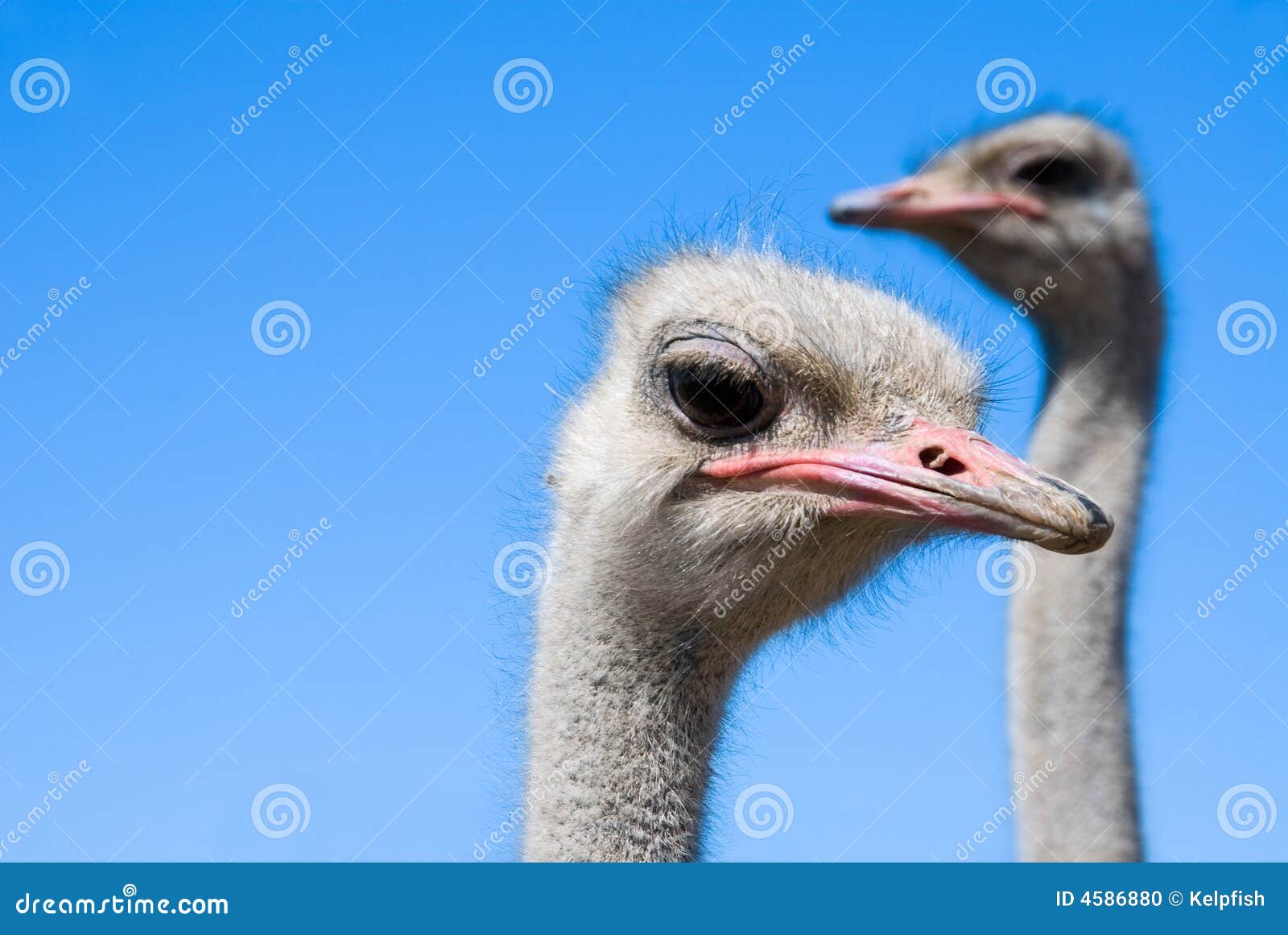 Two ostriches stock photo. Image of animal, beak, eyes - 4586880