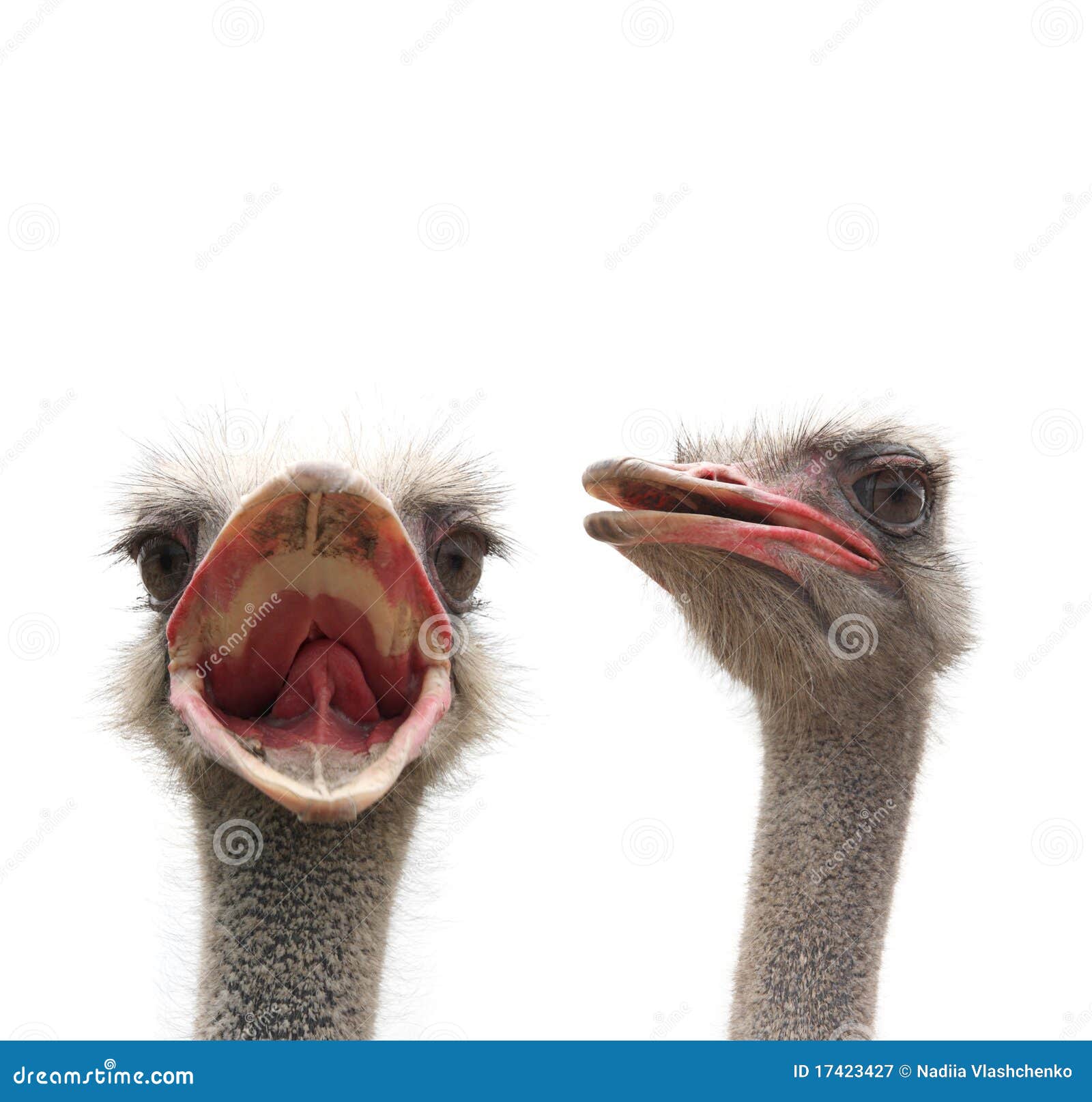 Two ostriches heads stock image. Image of couple, africa - 17423427