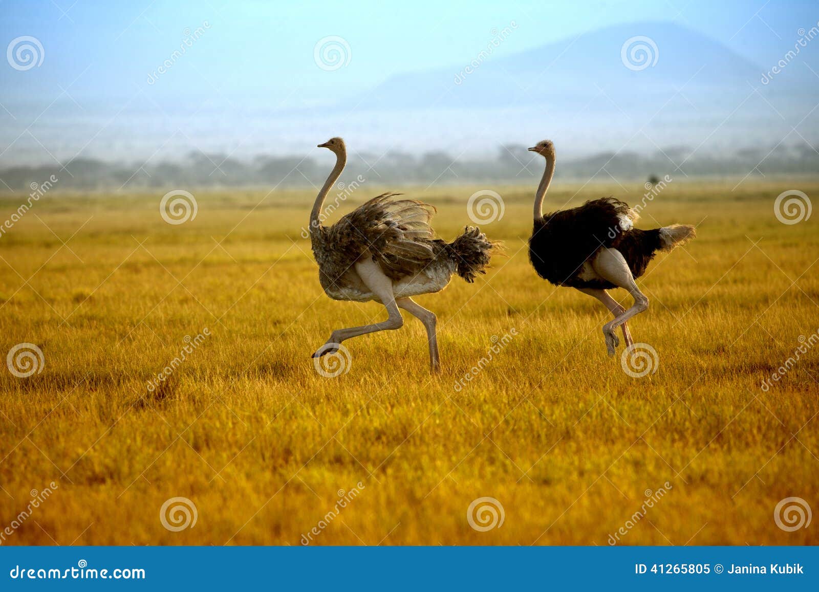 Two Ostriches Running on the Plain of Amboseli Stock Image - Image of ...