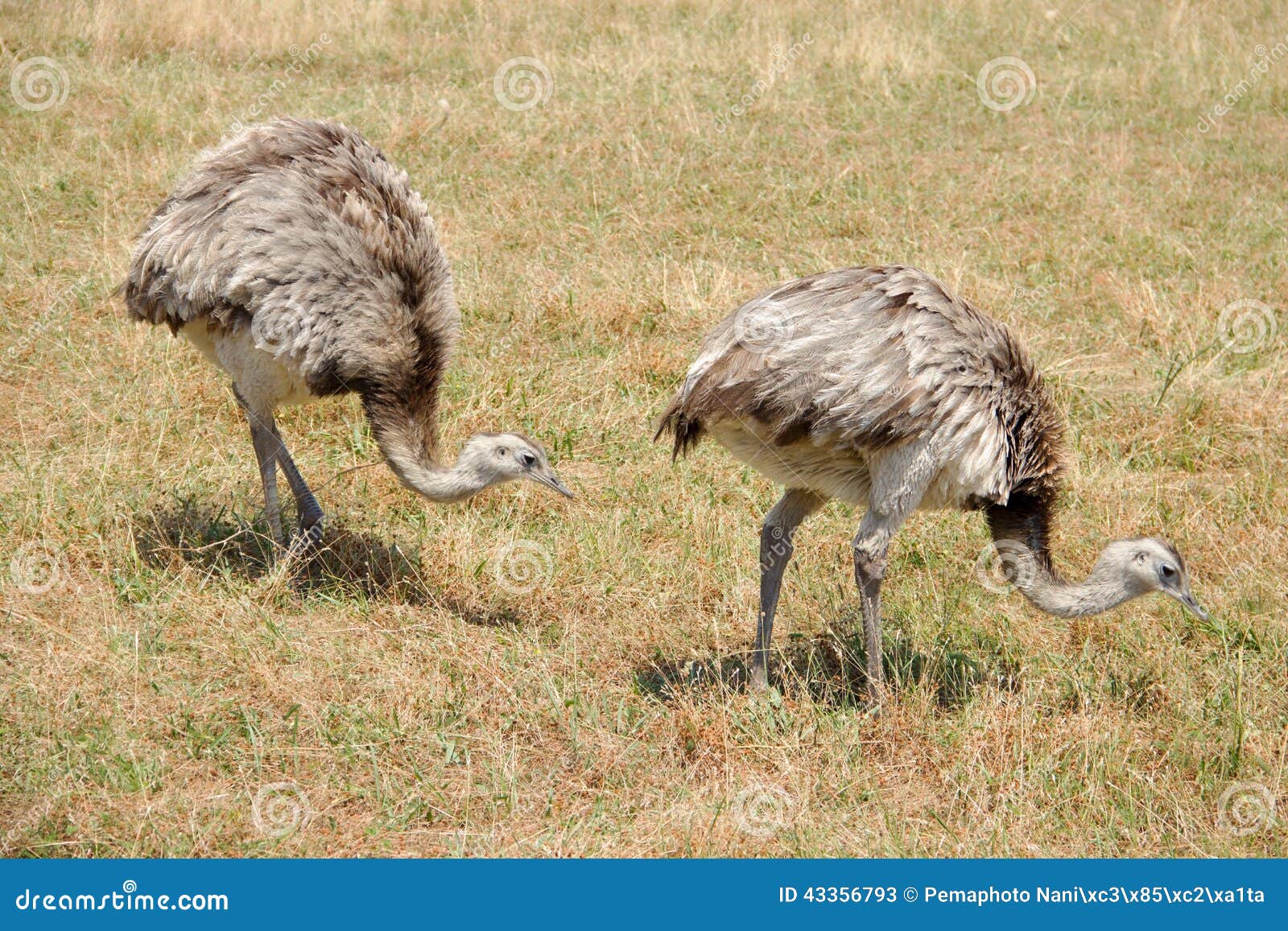 Two Ostriches stock image. Image of emus, farm, policy - 43356793