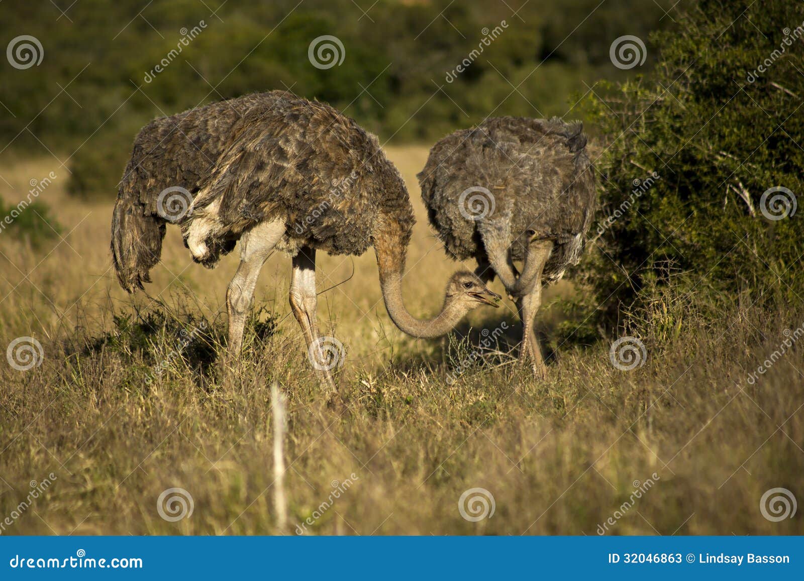 Two ostriches stock image. Image of outdoors, photograph - 32046863