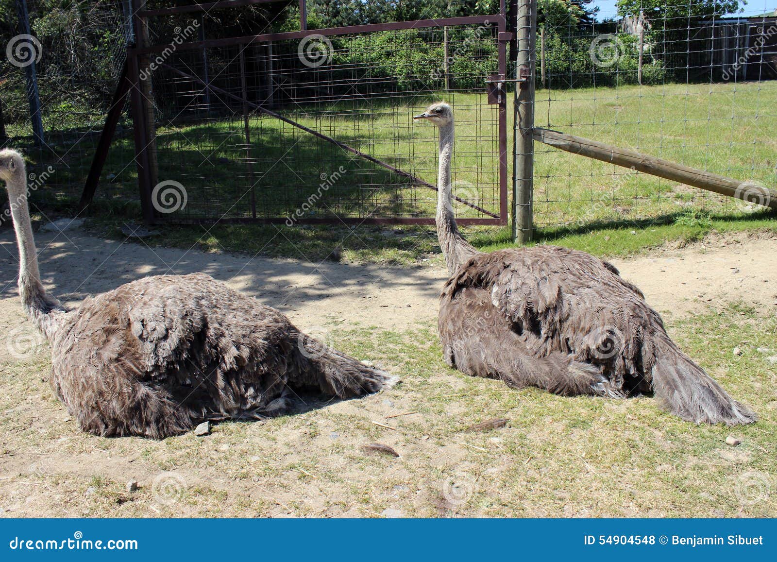 Two ostrichs stock photo. Image of nature, female, farm - 54904548