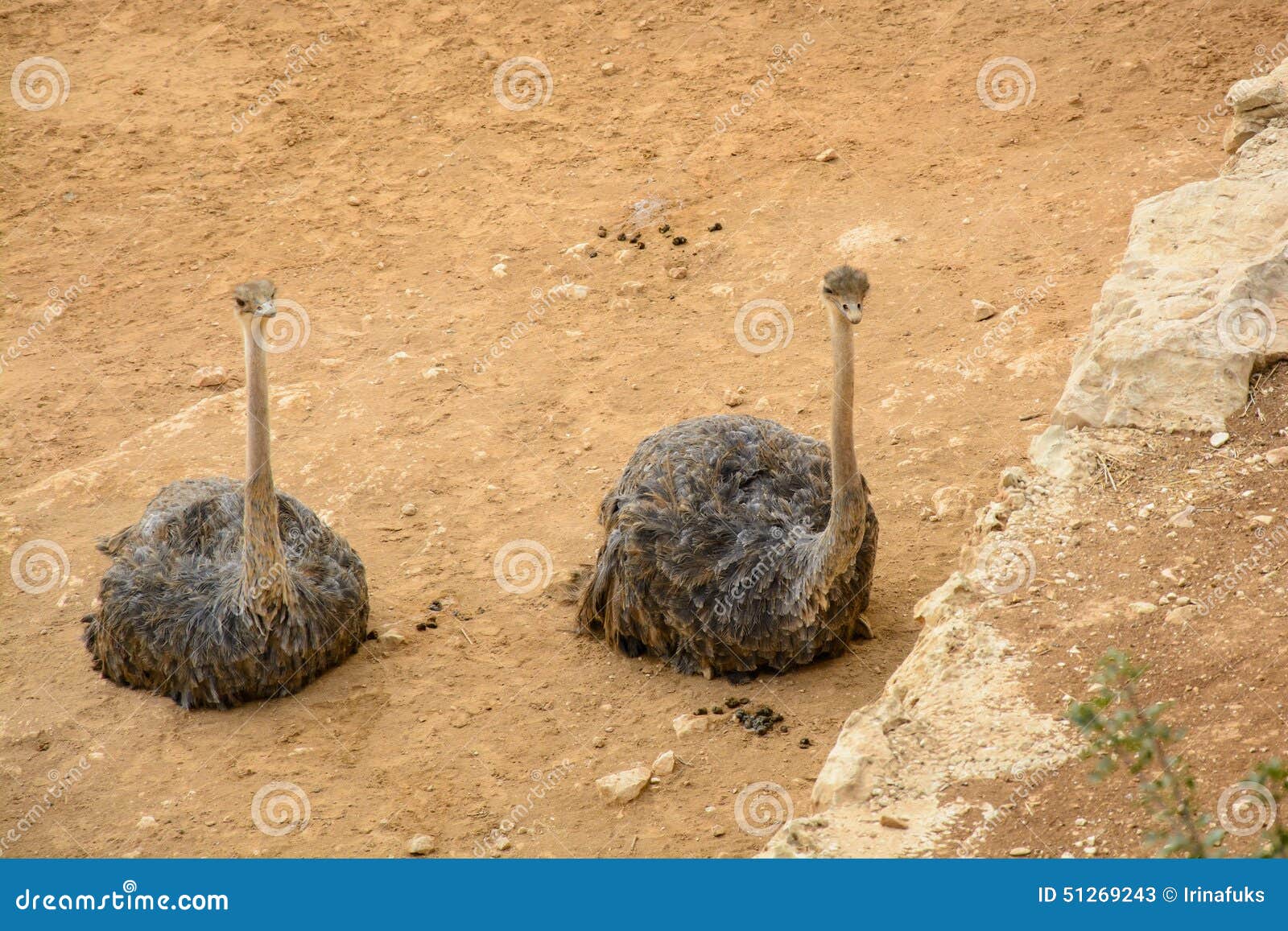 Two Ostrichs Laying Relaxing on the Ground Stock Image - Image of farm ...