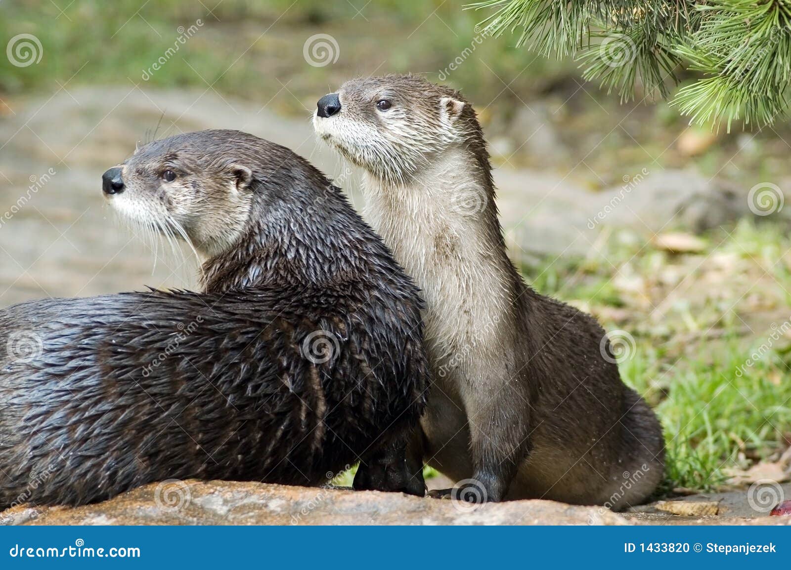 Two otters stock photo. Image of beast, close, canadensis - 1433820