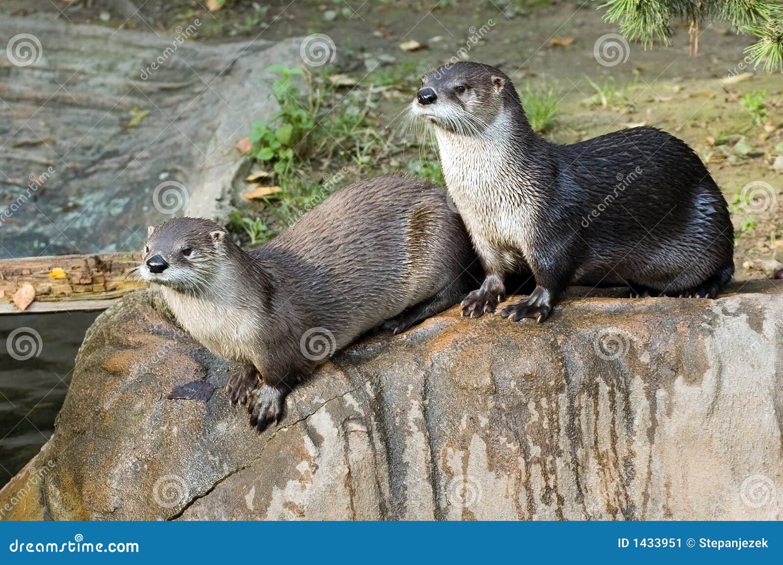 Two otters stock image. Image of otter, beast, lutra, closeup - 1433951