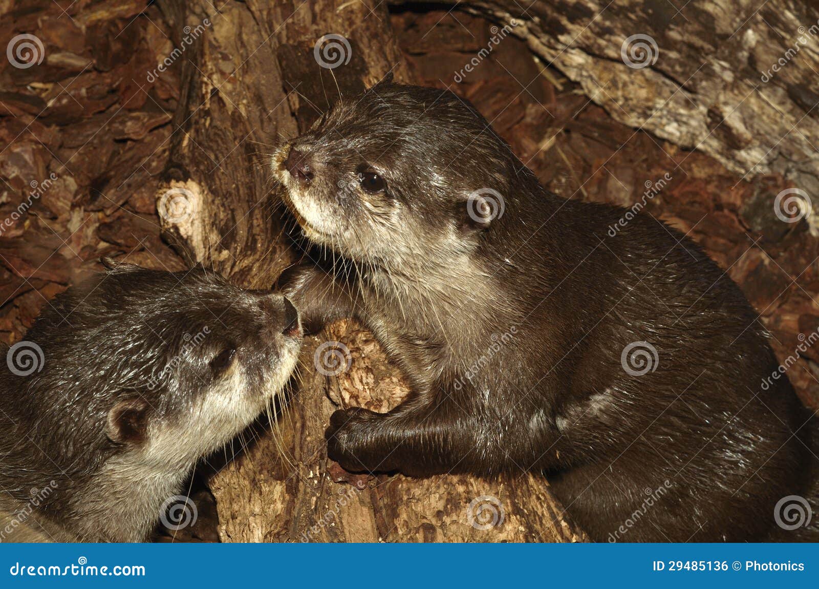 Two Otters stock photo. Image of cuddling, otters, branch - 29485136