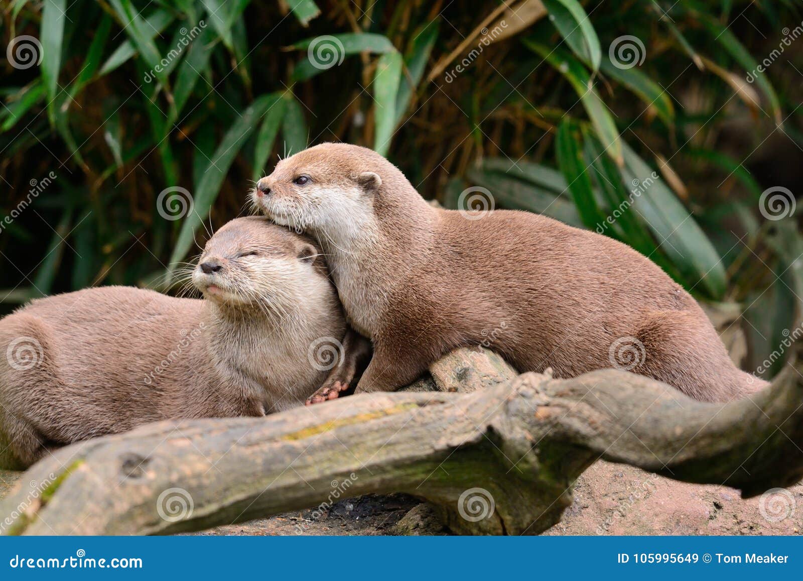 Baby Otters Cuddling
