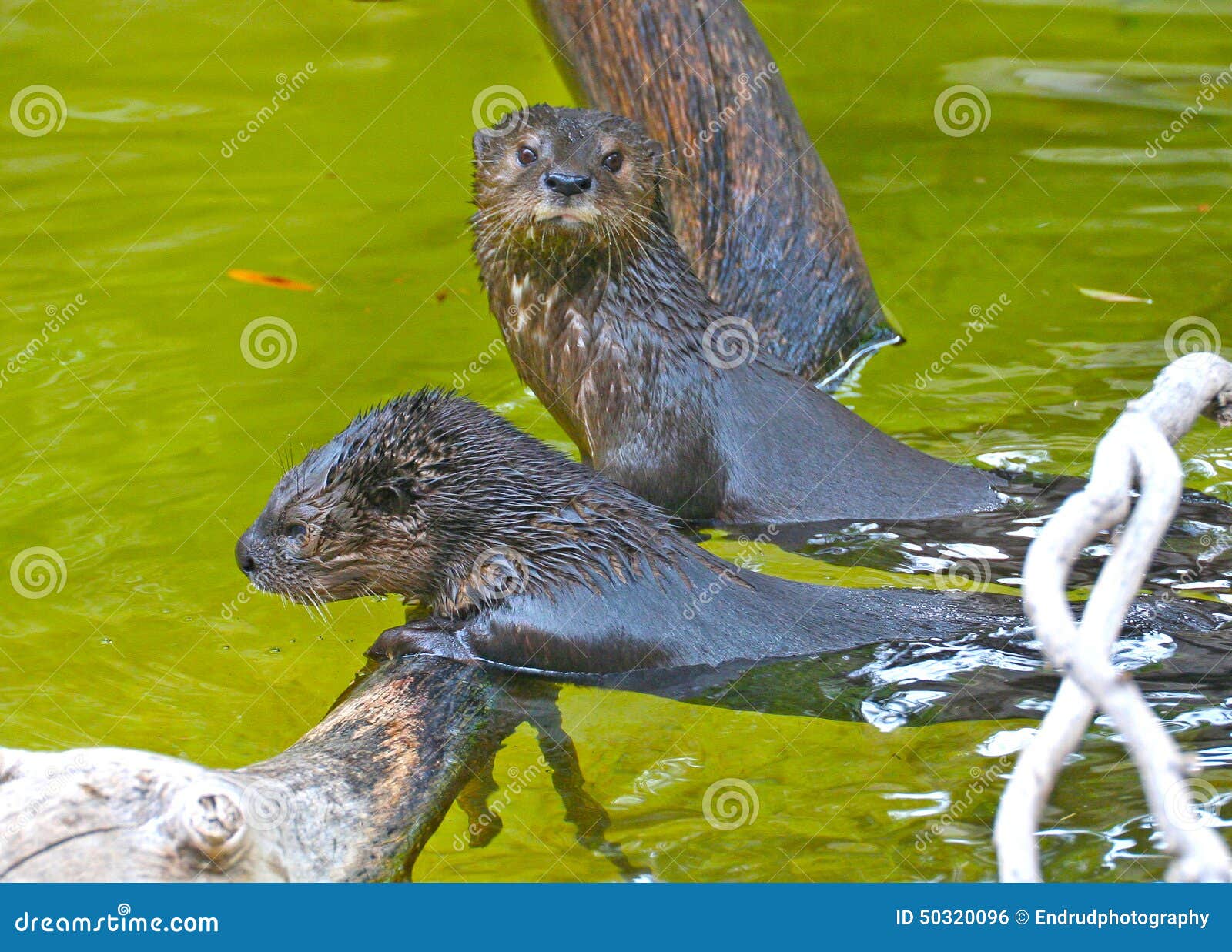Two Otters Playing in the Water Stock Photo - Image of marine, mammal ...