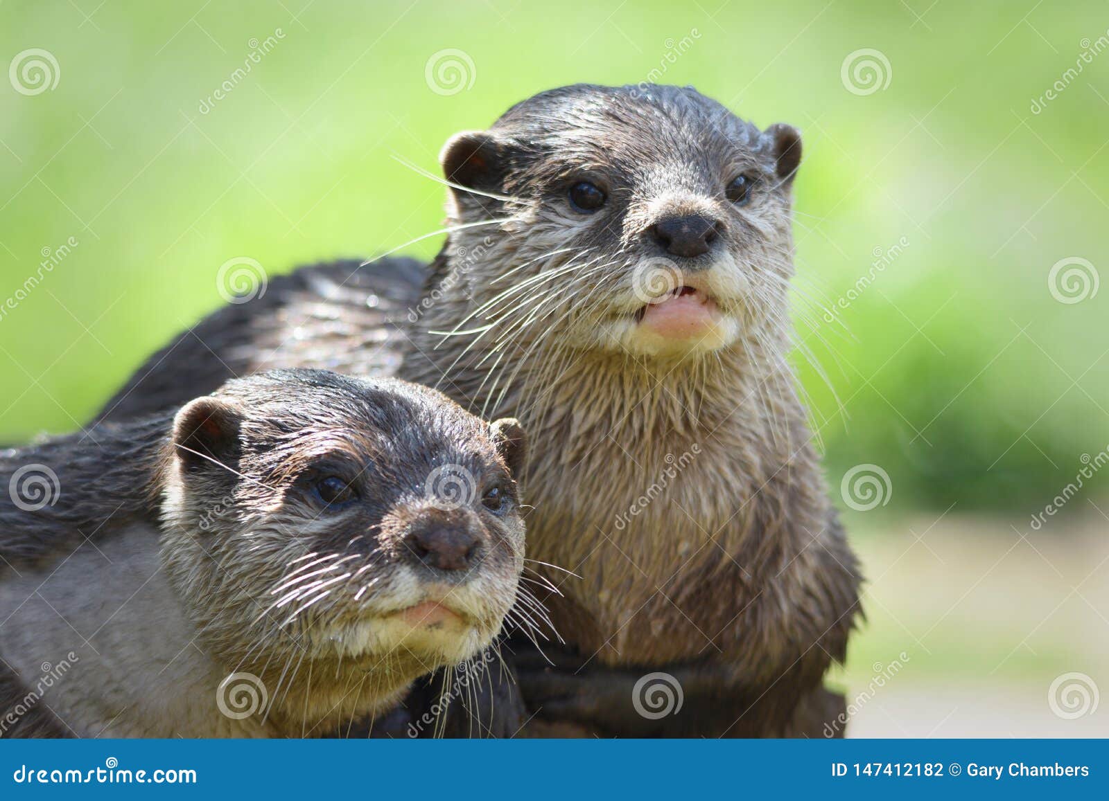 Two Otters Relaxing by a Stream Stock Photo - Image of listen, whiskers ...