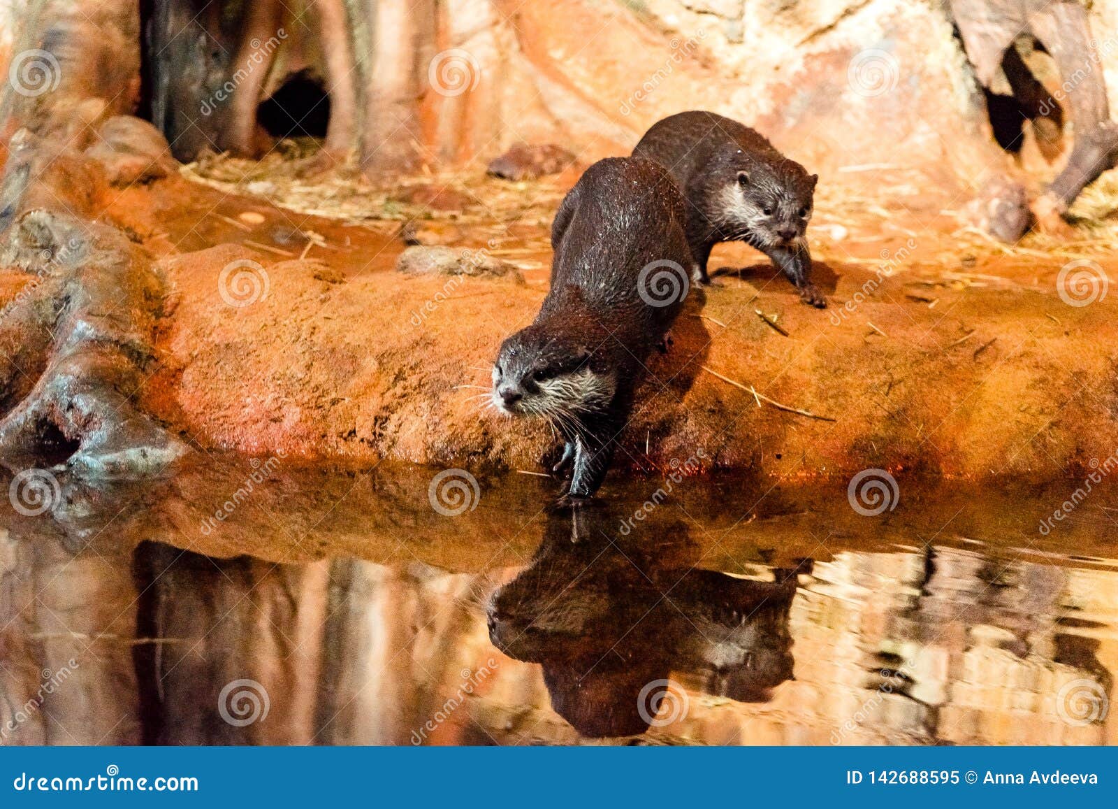 Two otters on the shore stock image. Image of river - 142688595