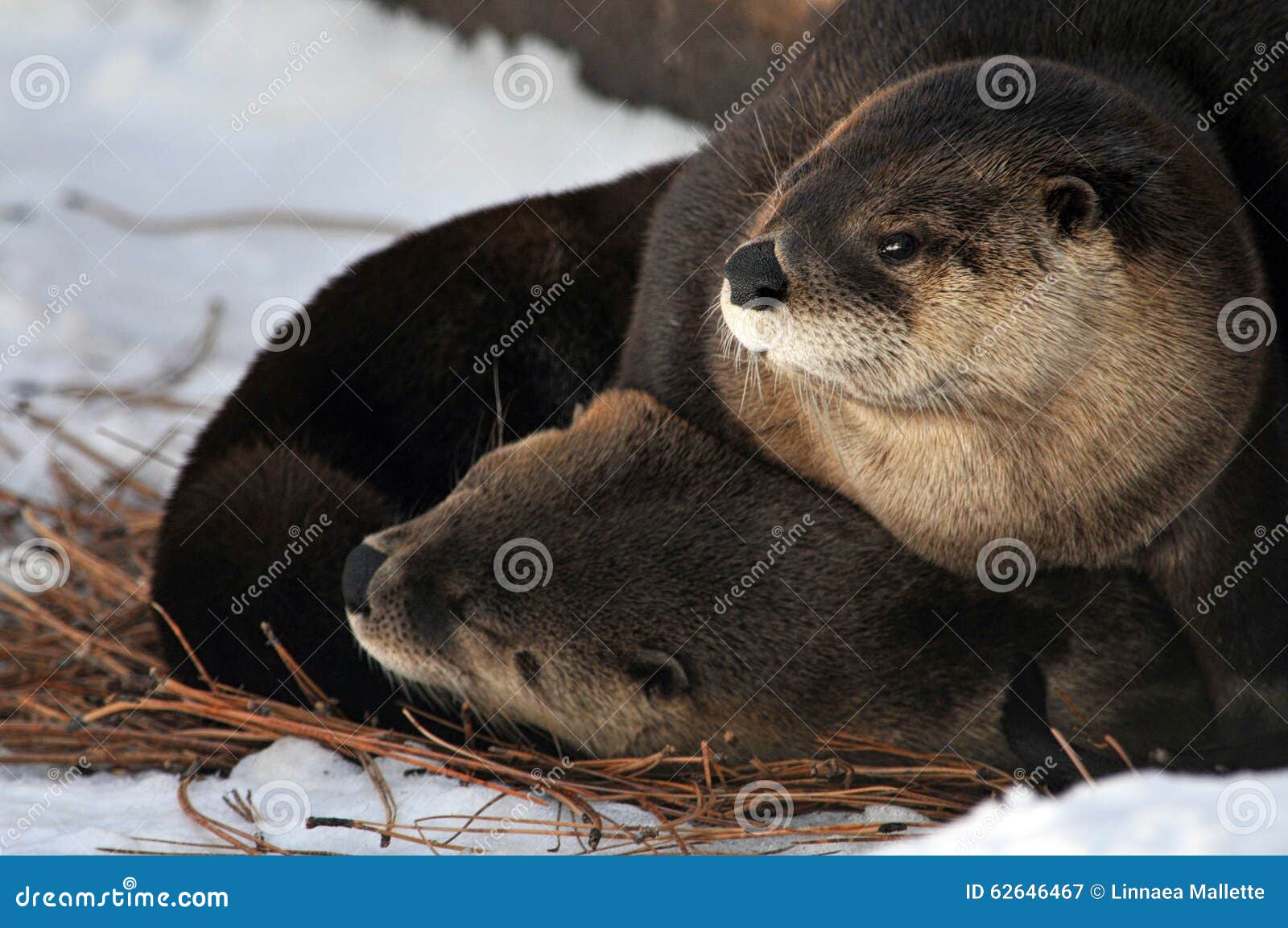 Two Otters in the Snow stock image. Image of close, winter - 62646467