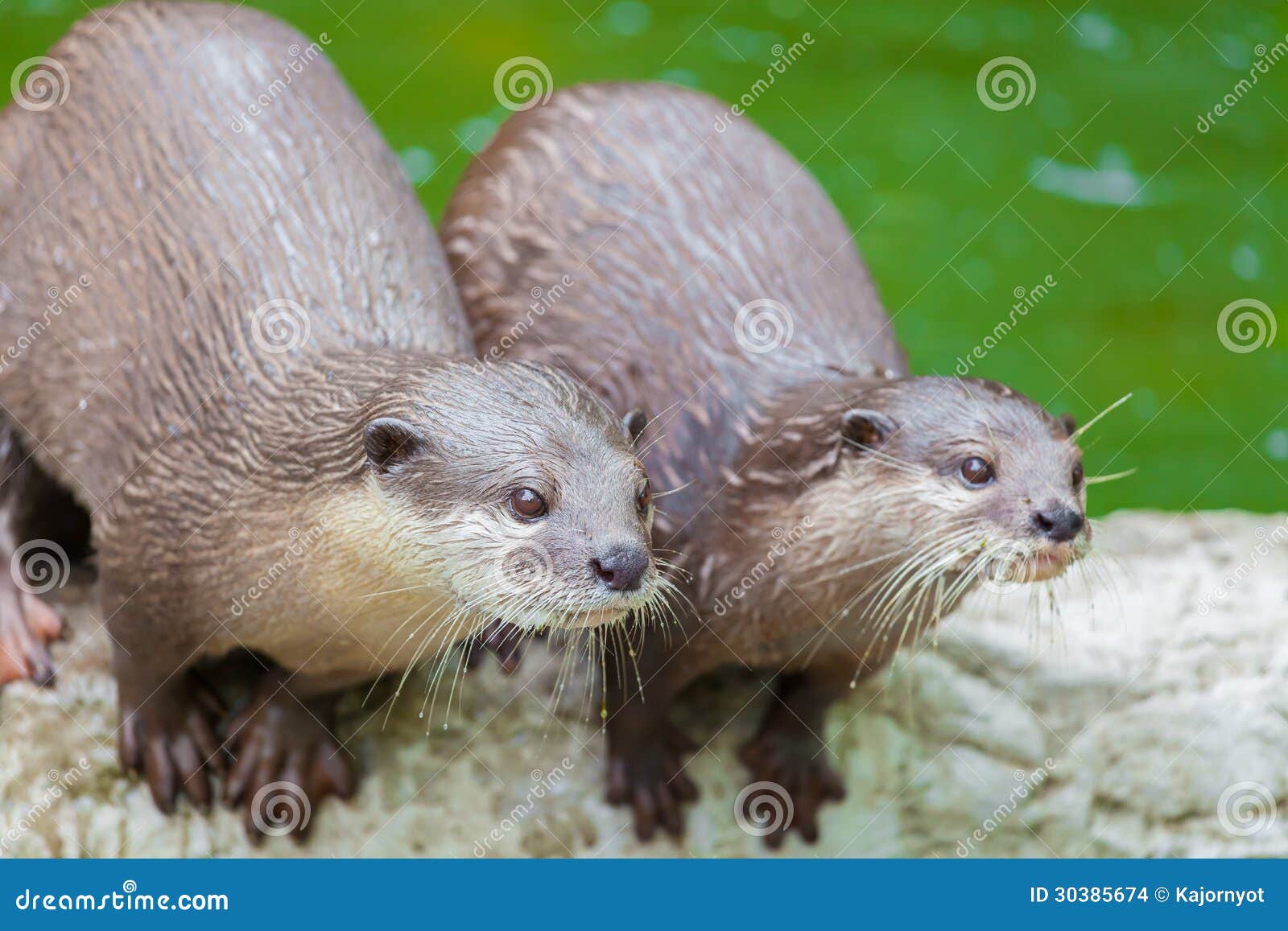 Two Otters Stare for the Food Stock Photo - Image of biological ...