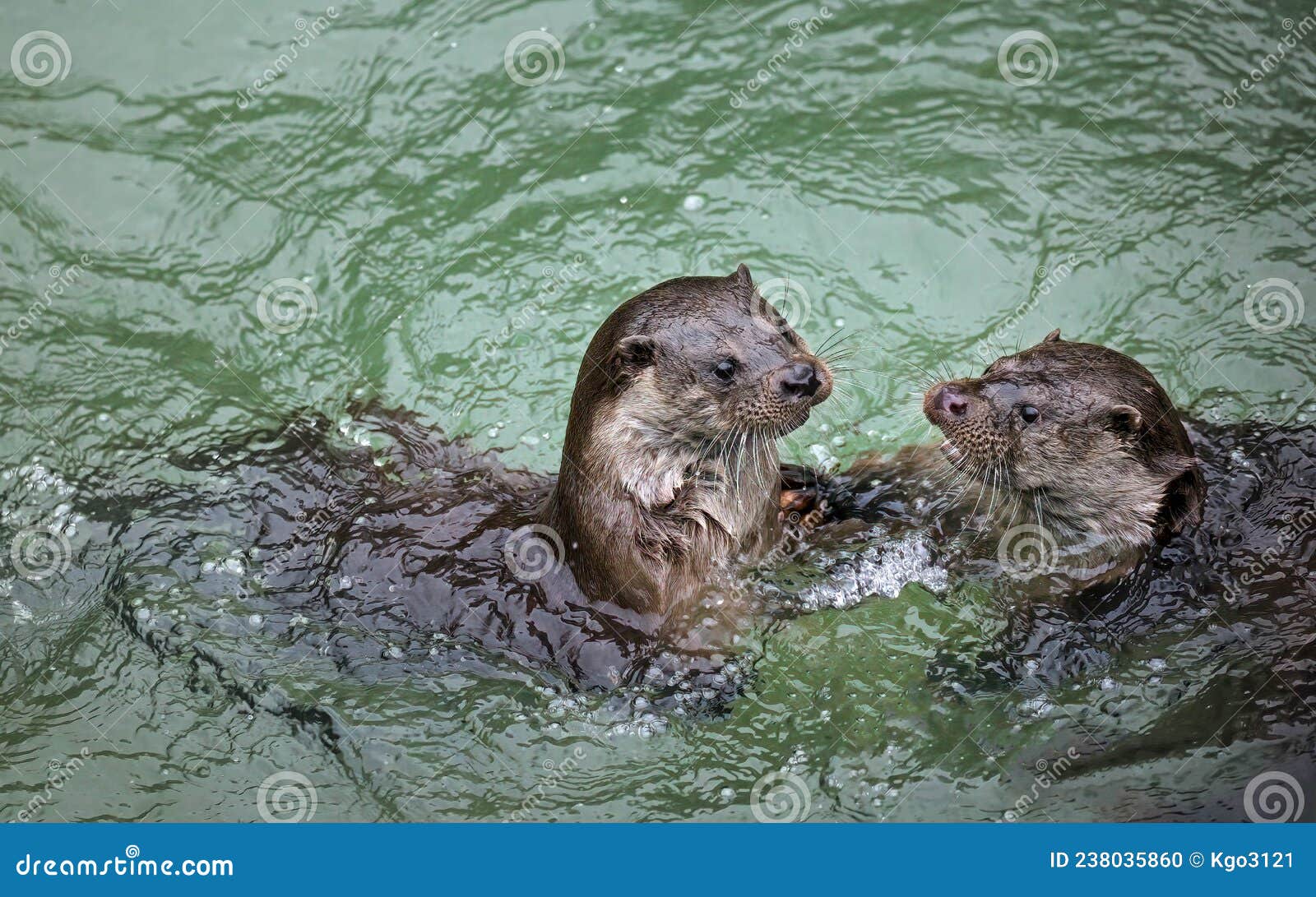 Two otters in the water stock photo. Image of european - 238035860