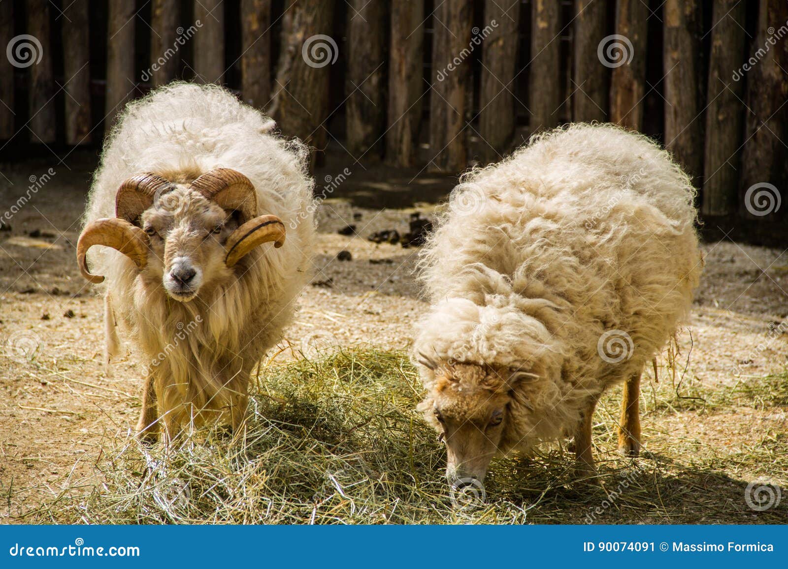 Female Ouessant Sheep, Also Breton Dwarf Sheep, Is The Smallest Sheep ...