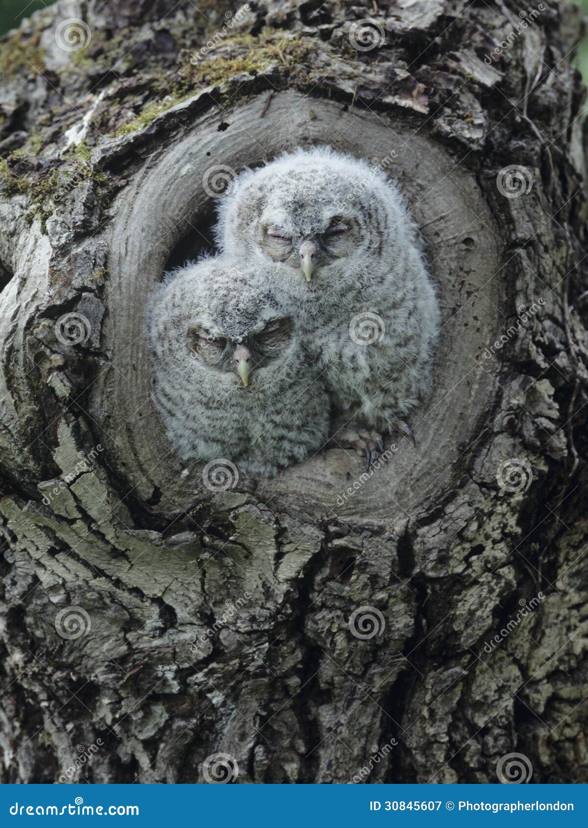 Tree Knot Texture Stock Image | CartoonDealer.com #28755829