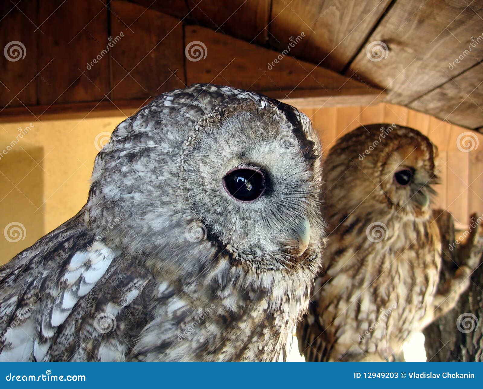 Two owls stock image. Image of nice, beak, nature, motley - 12949203