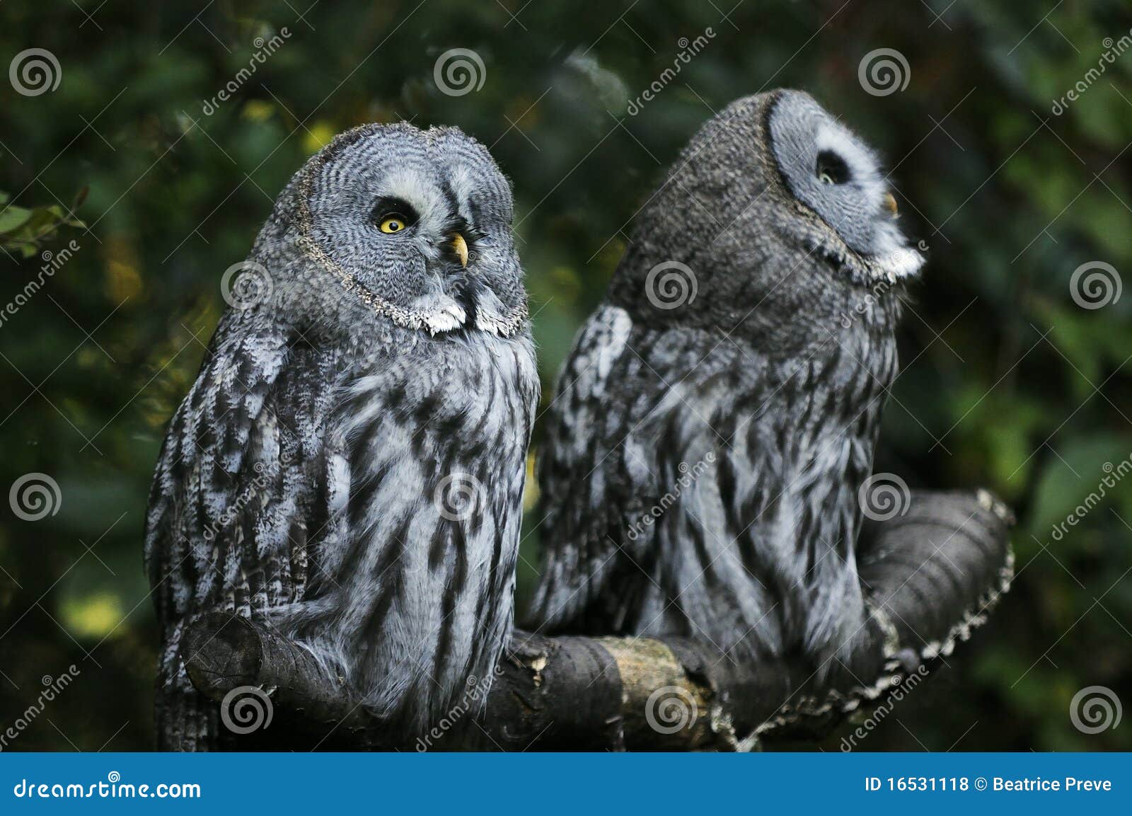 Two owls stock photo. Image of nocturnal, bird, feathers - 16531118