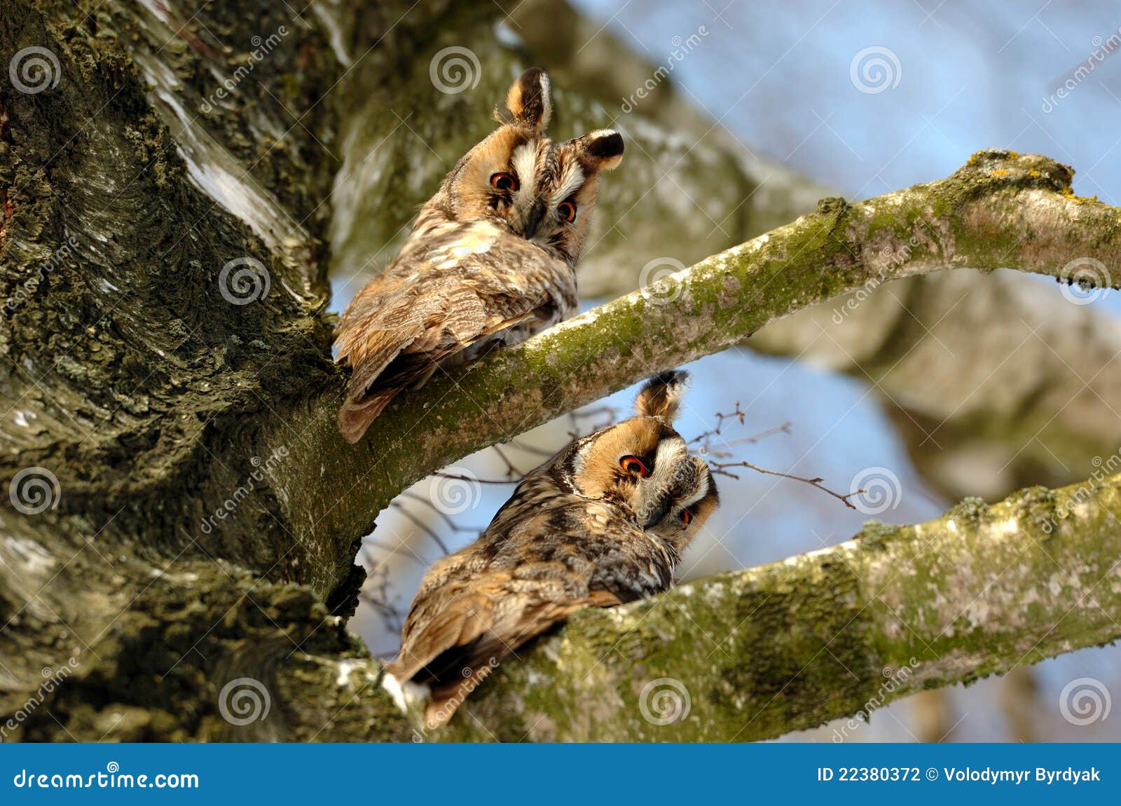 Two owls stock photo. Image of wild, brown, looking, view - 22380372