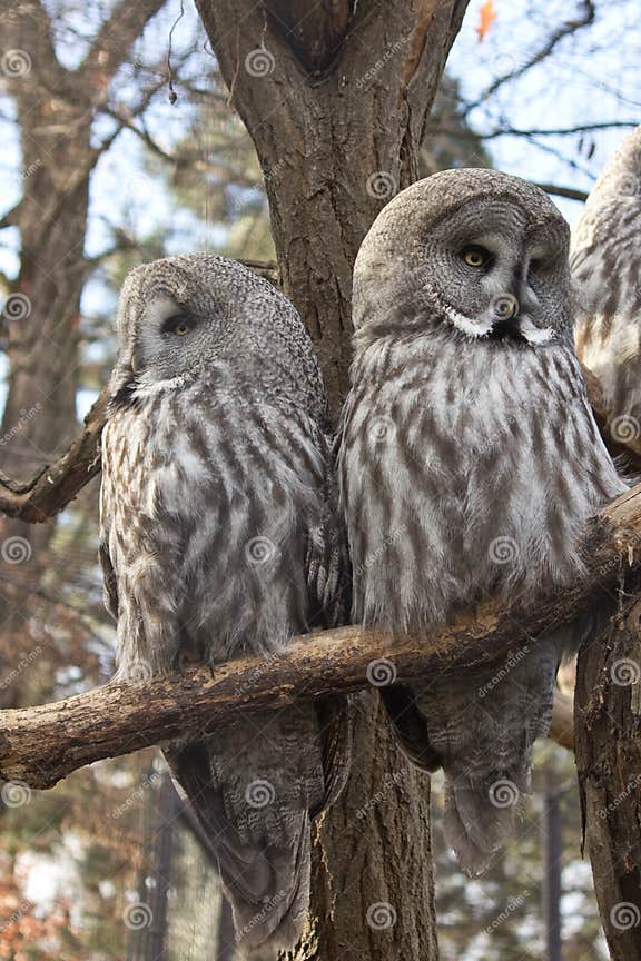 Two owls stock image. Image of birds, great, owls, animals - 22885459